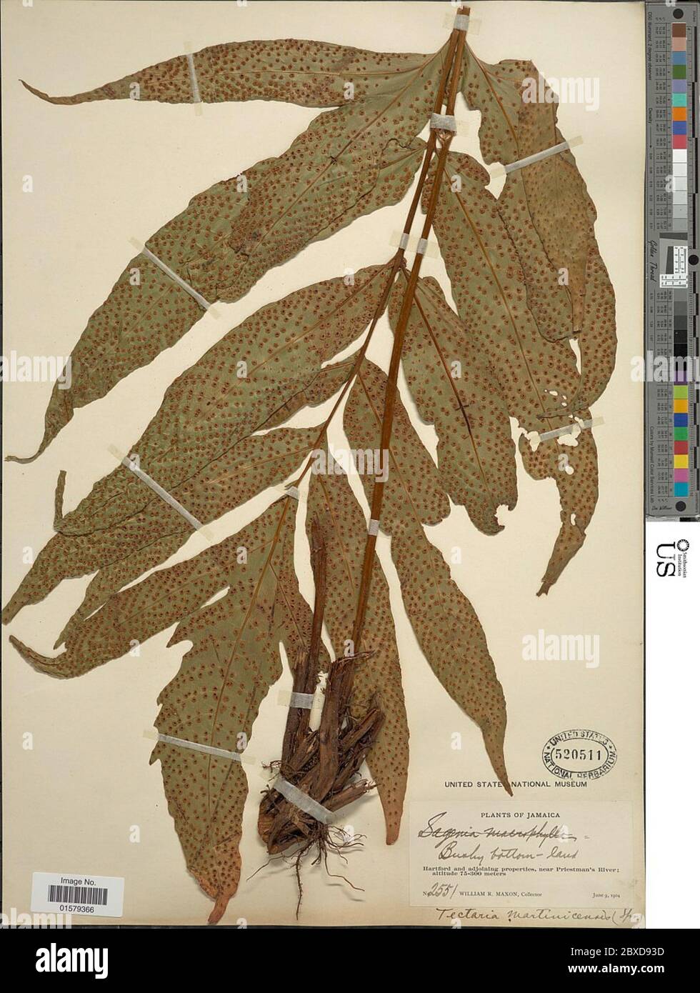 Tectaria incisa Cav Tectaria incisa Cav Stock Photo - Alamy