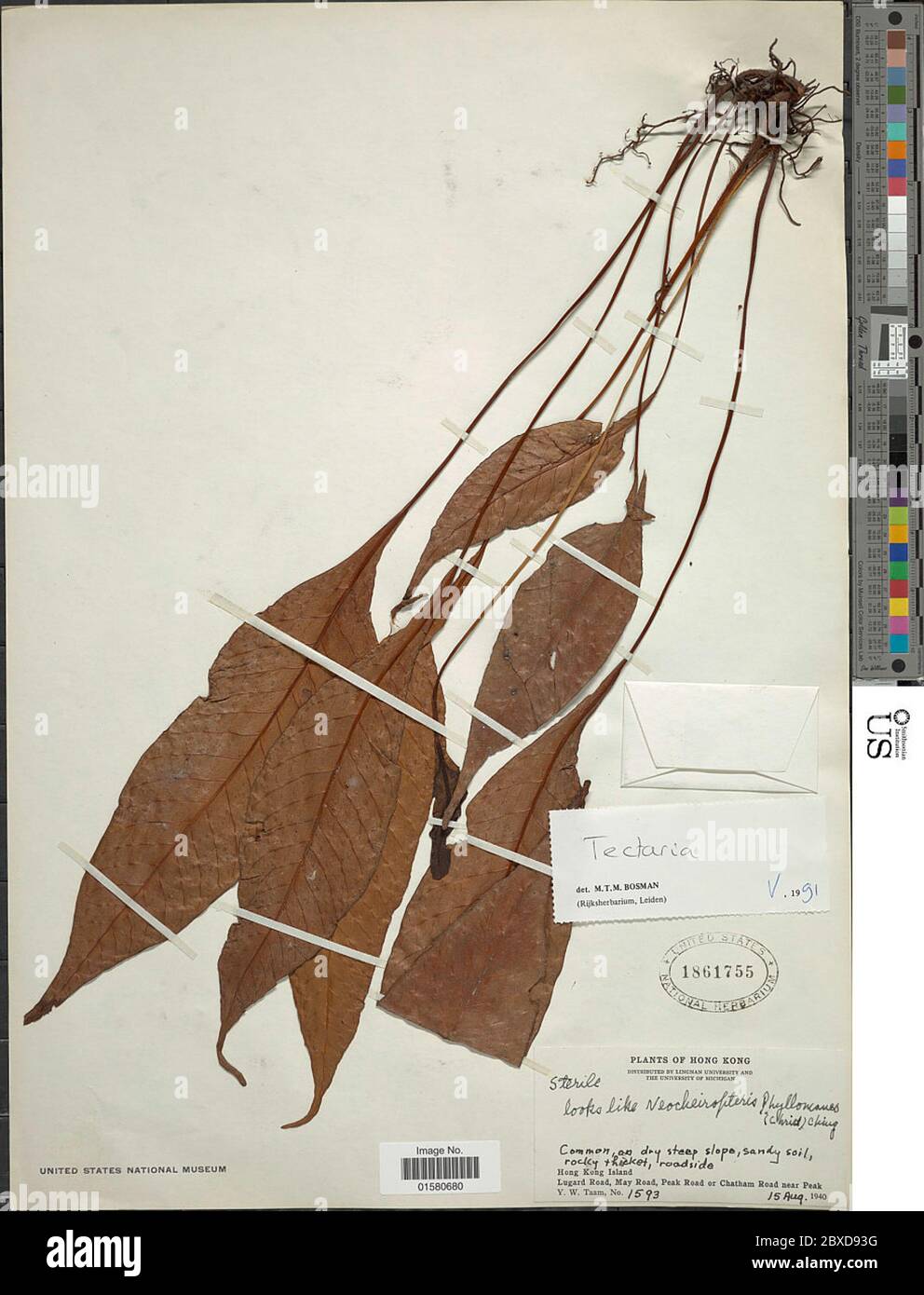 Tectaria sp Tectaria sp Stock Photo - Alamy