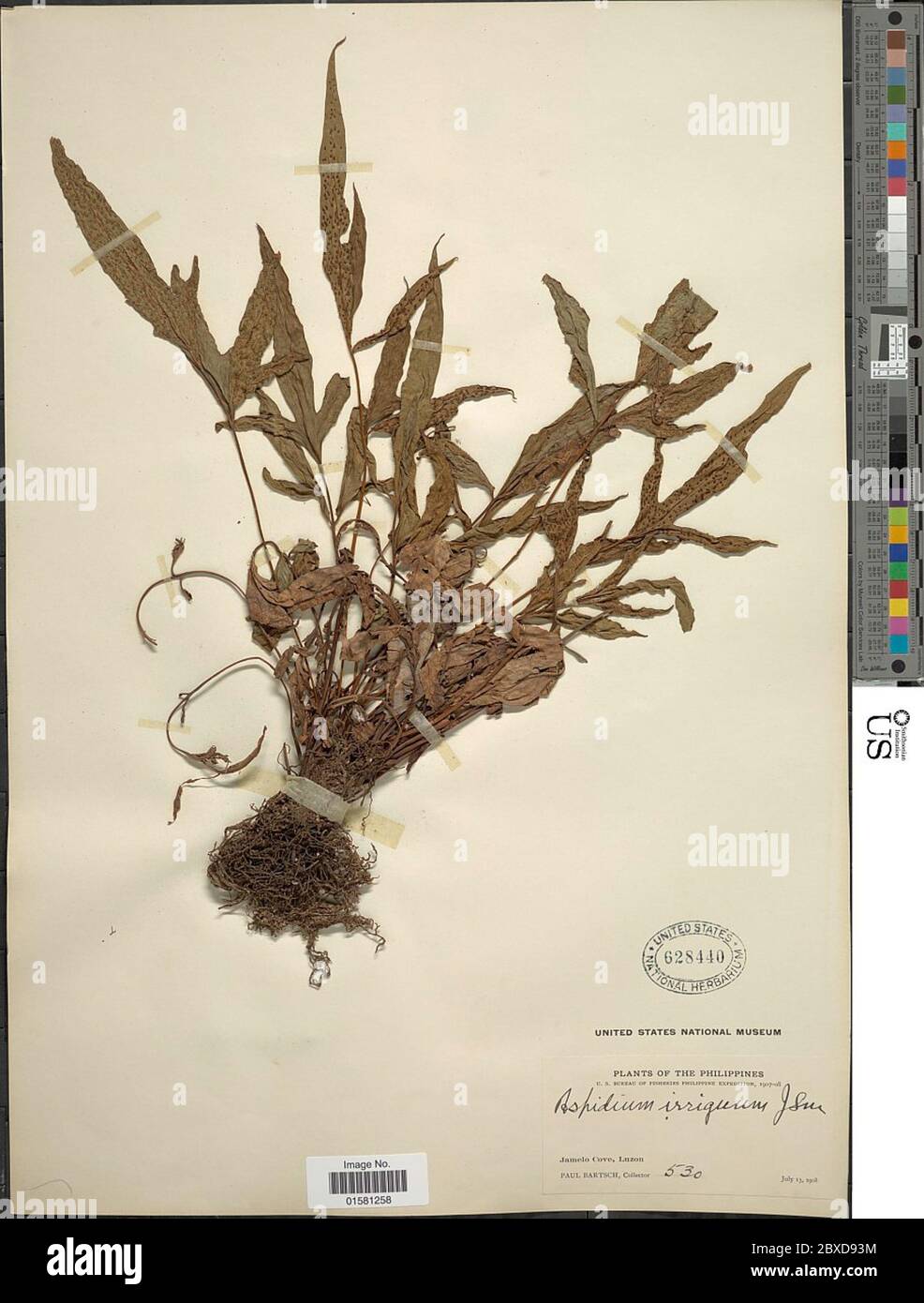 Tectaria trifida Fe Price Tectaria trifida Fe Price Stock Photo - Alamy