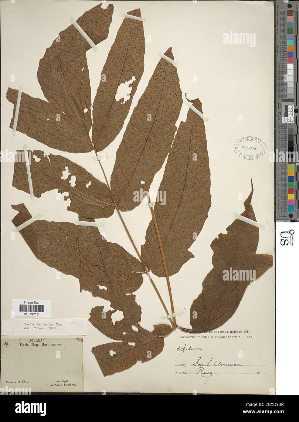 Tectaria incisa Cav Tectaria incisa Cav Stock Photo - Alamy