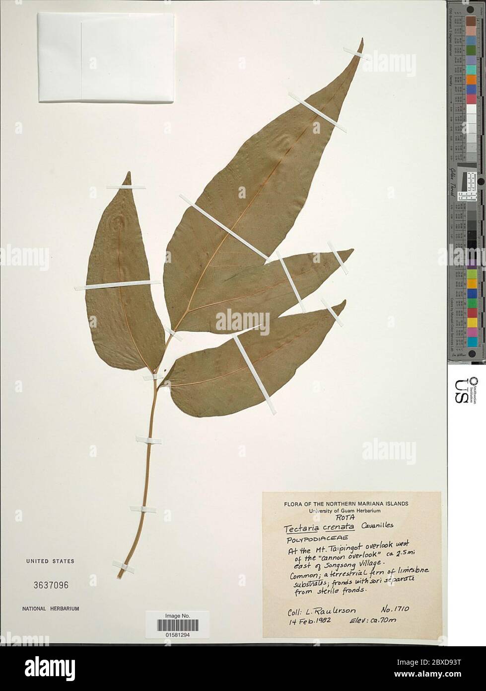 Tectaria crenata Cav Tectaria crenata Cav Stock Photo - Alamy