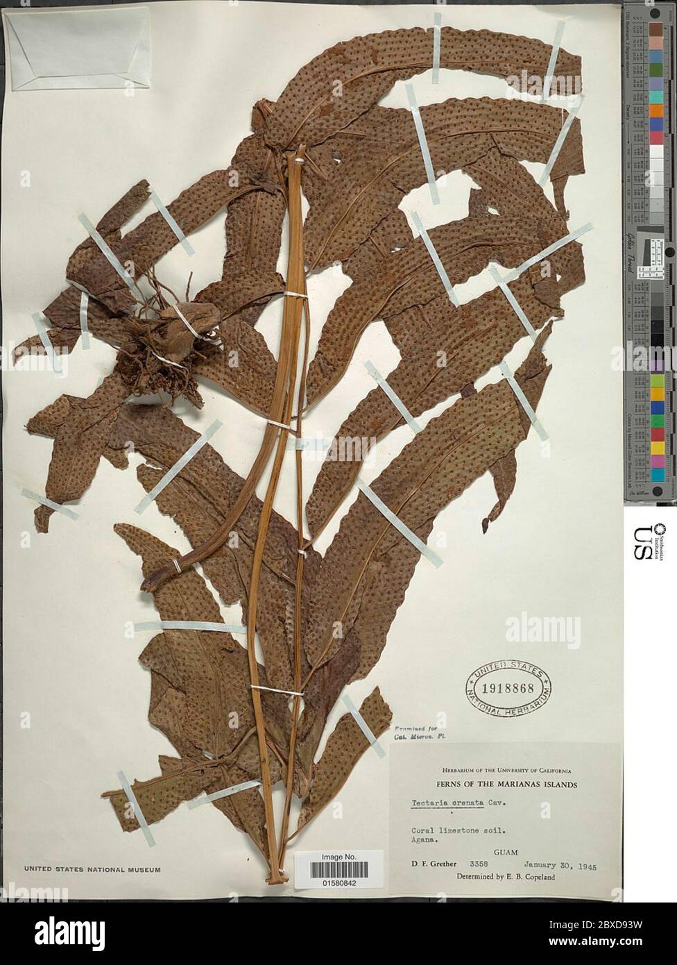 Tectaria crenata Cav Tectaria crenata Cav Stock Photo - Alamy