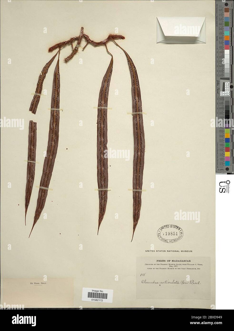 Oleandra madagascarica Bonap Oleandra madagascarica Bonap Stock Photo ...