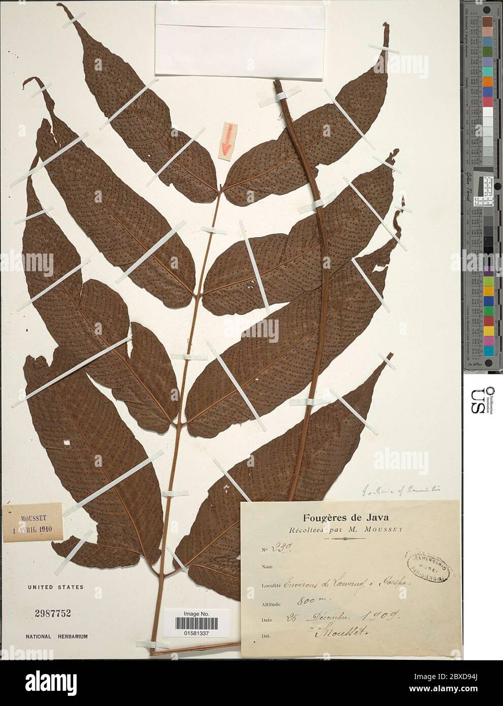 Tectaria sp Tectaria sp Stock Photo - Alamy