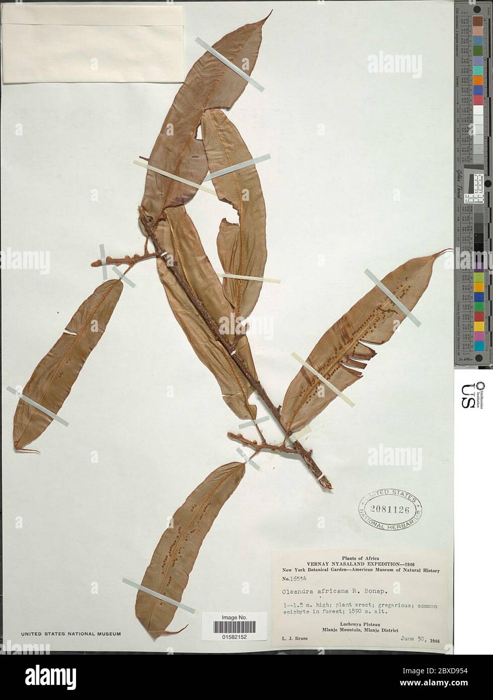 Bonap hi-res stock photography and images - Alamy