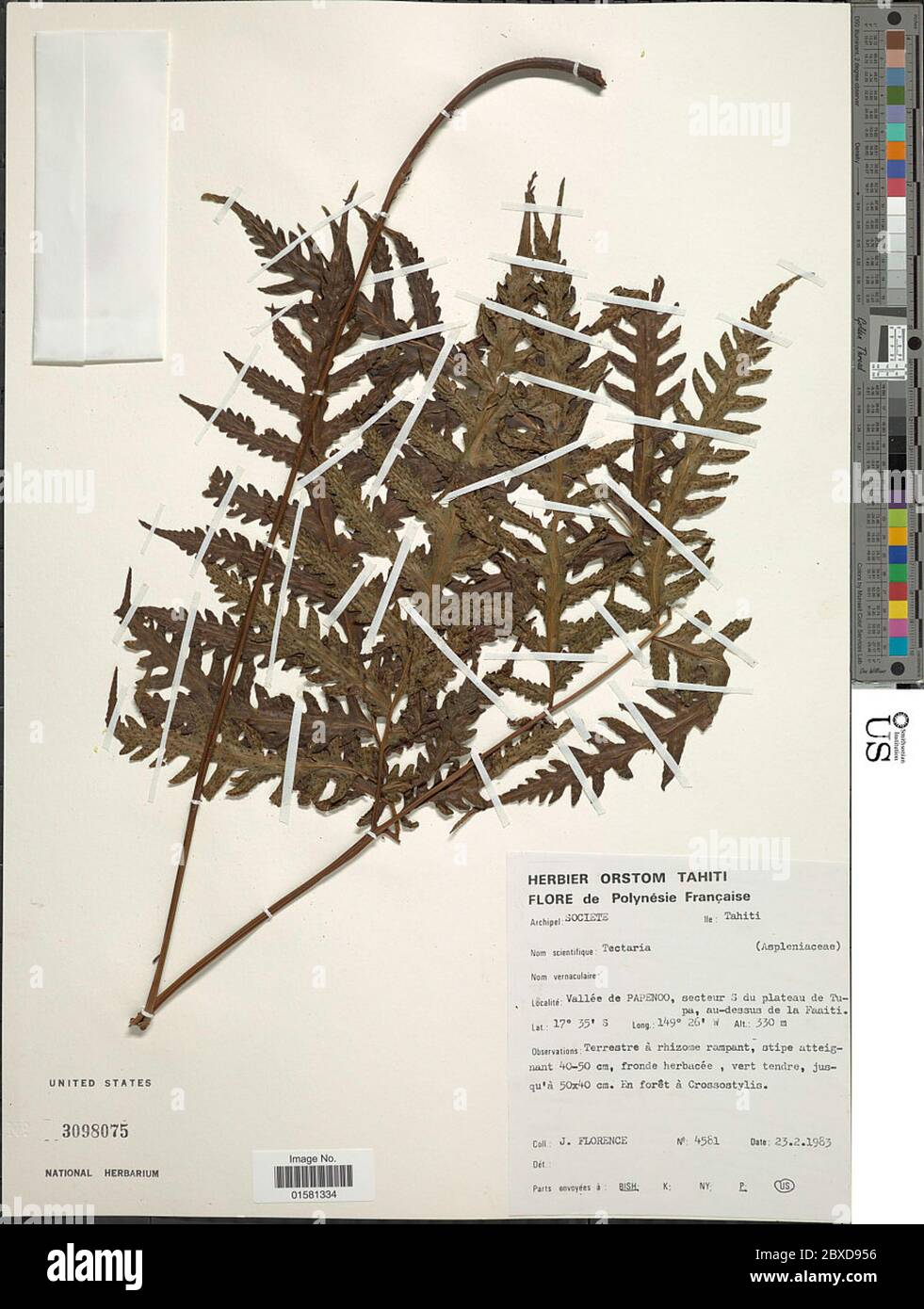 Tectaria hi-res stock photography and images - Alamy