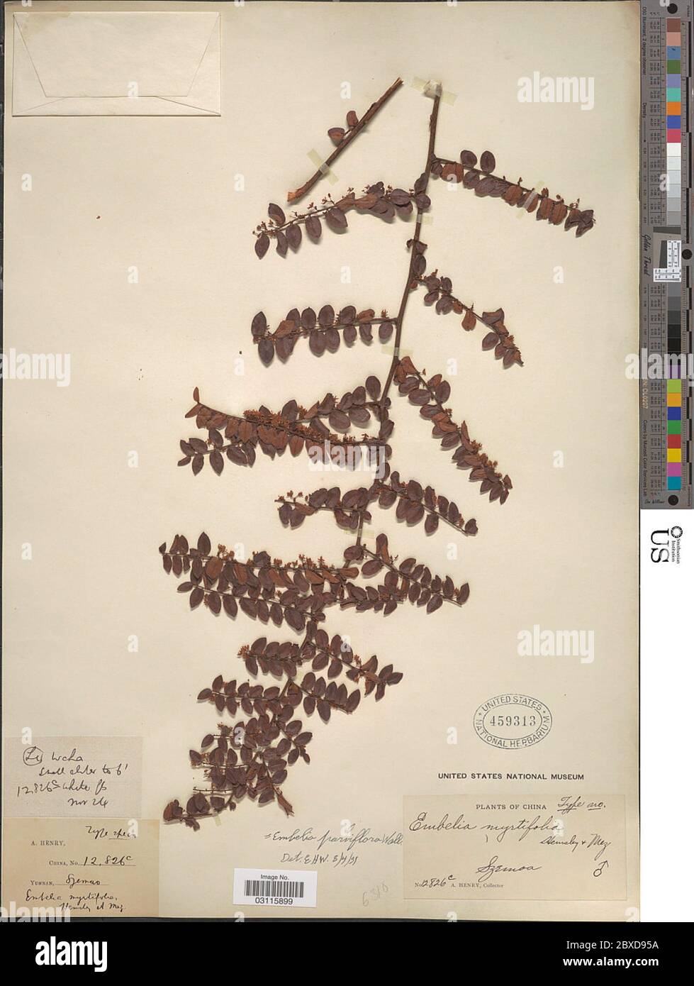 Embelia parviflora Wall ex A DC Embelia parviflora Wall ex A DC Stock ...