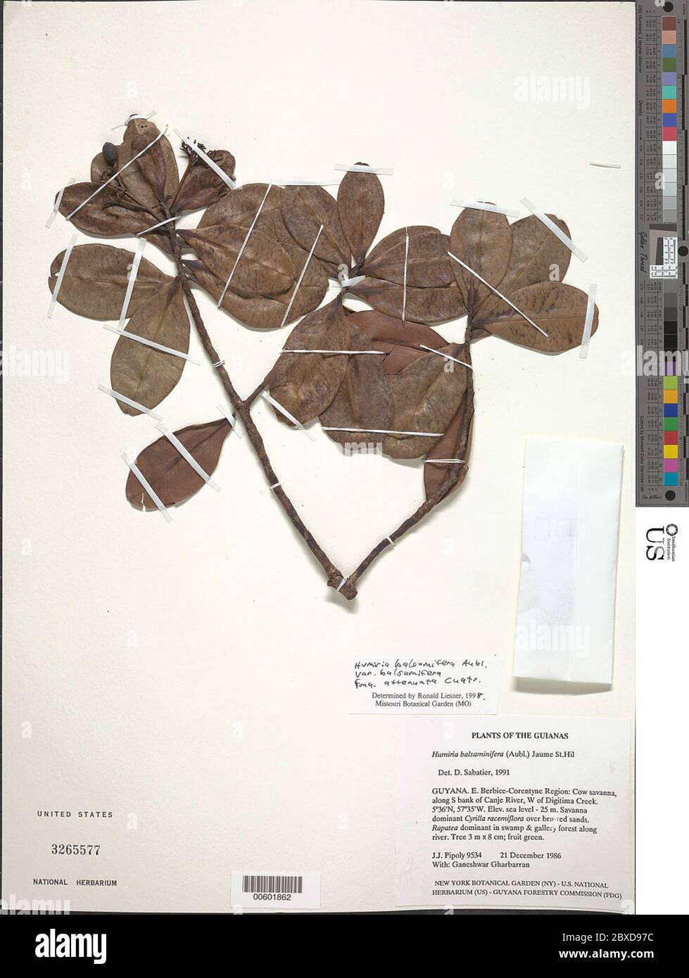 Humiria balsamifera f attenuata Cuatrec Humiria balsamifera f attenuata ...