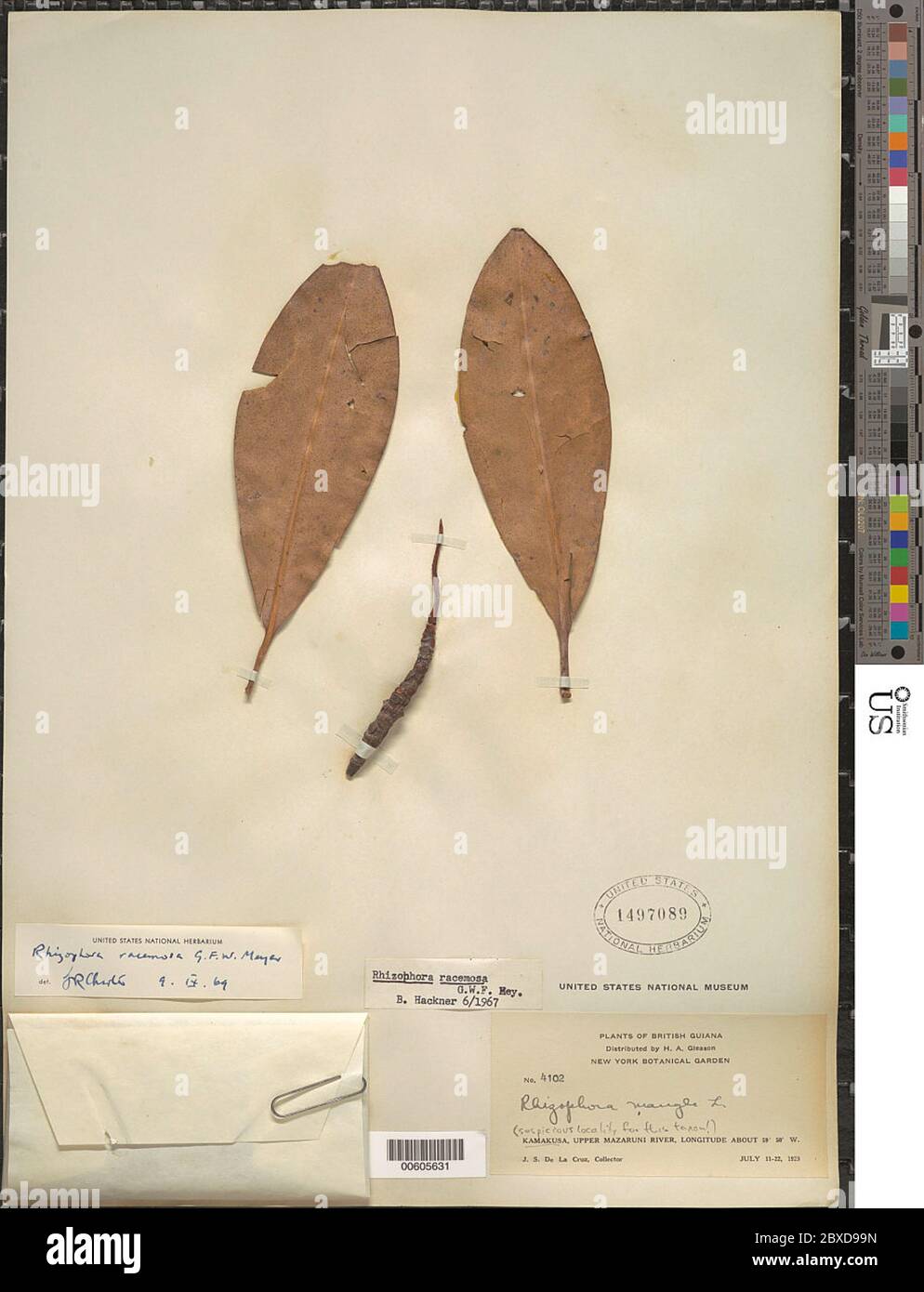 Rhizophora racemosa G Mey Rhizophora racemosa G Mey Stock Photo - Alamy