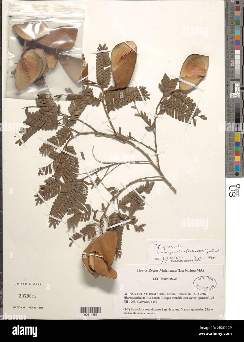 Plagiosiphon emarginatus Plagiosiphon emarginatus Stock Photo - Alamy