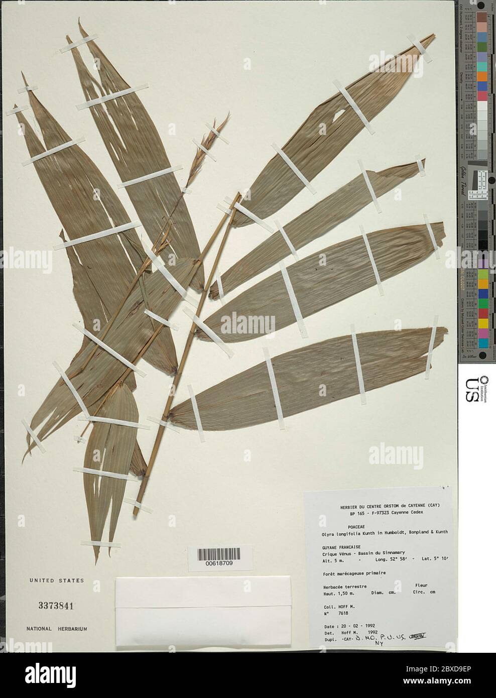 Olyra longifolia Kunth Olyra longifolia Kunth Stock Photo - Alamy