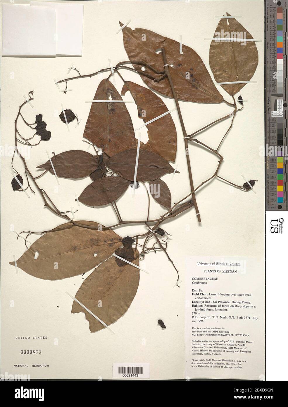 Combretum sp Combretum sp Stock Photo - Alamy