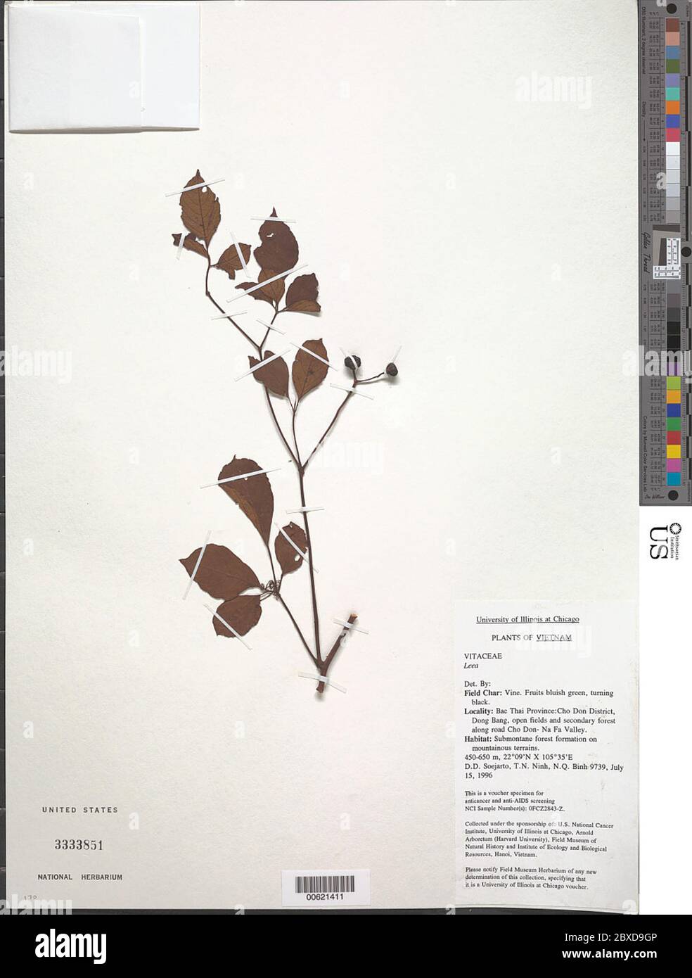 Leea sp Leea sp Stock Photo - Alamy