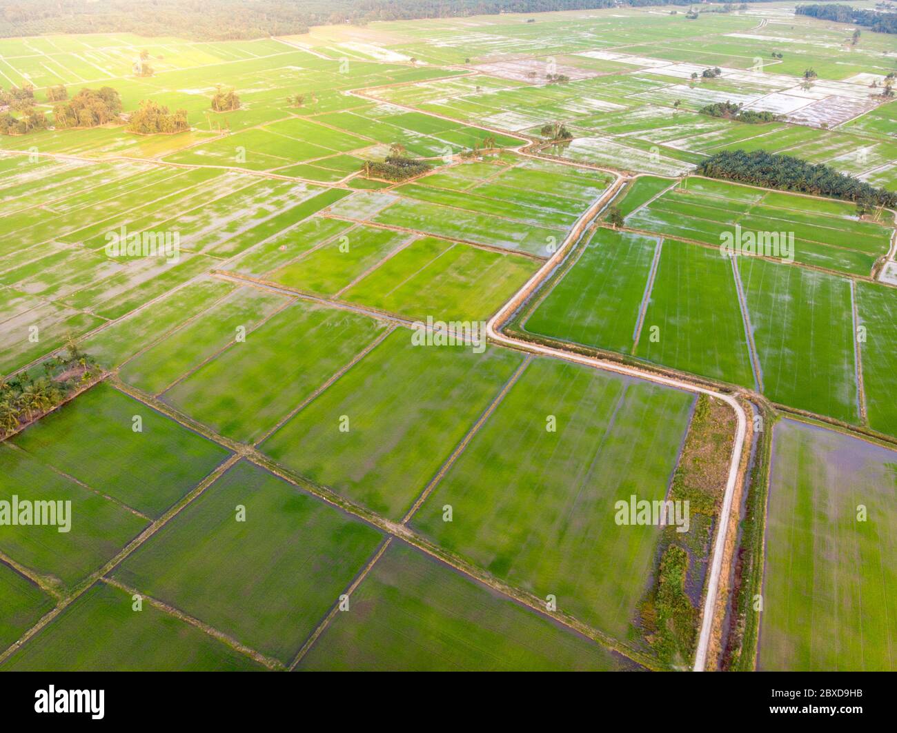 Aerial view of green paddy field at countryside of Malaysia Stock Photo ...