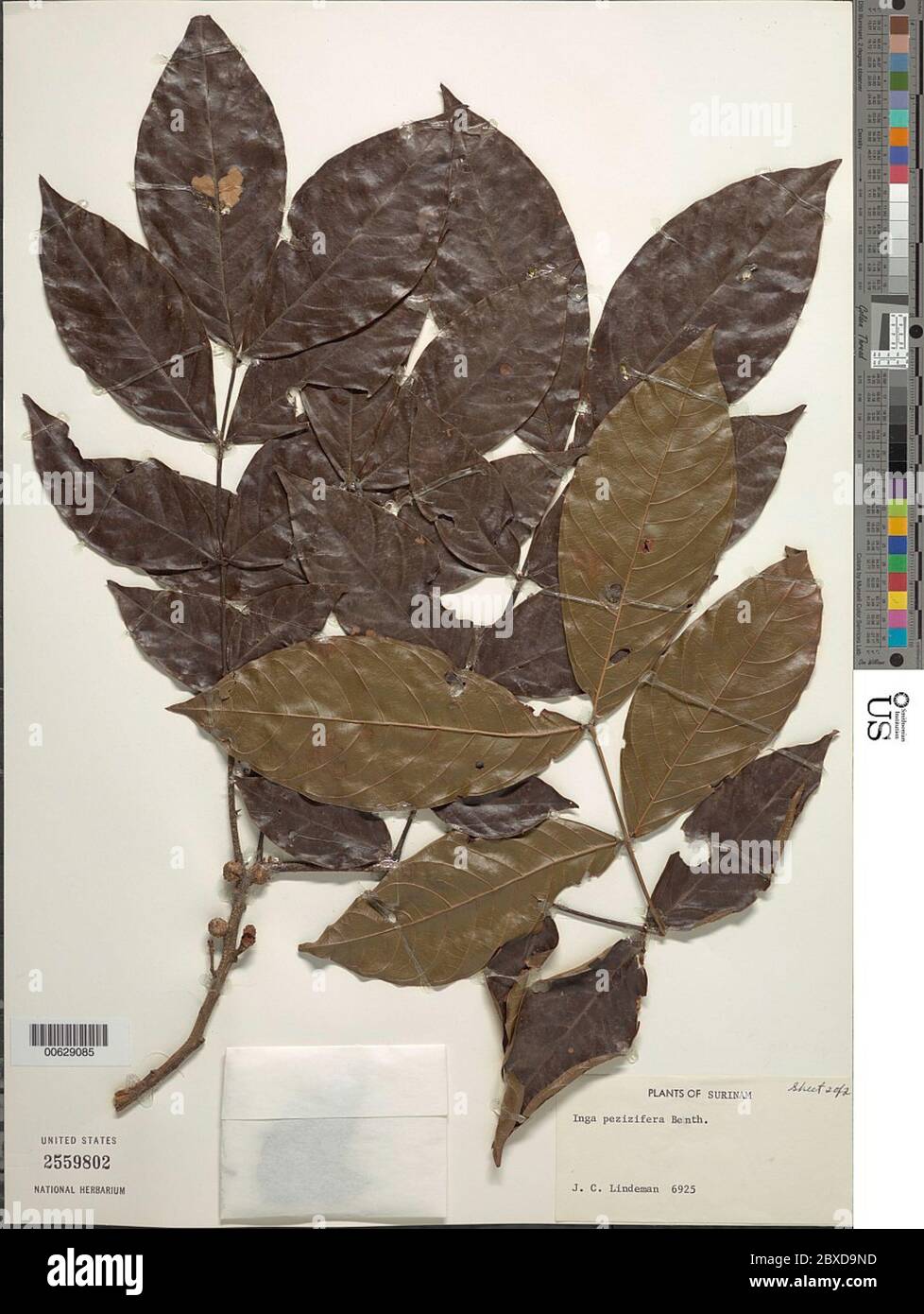 Inga pezizifera Benth Inga pezizifera Benth Stock Photo - Alamy