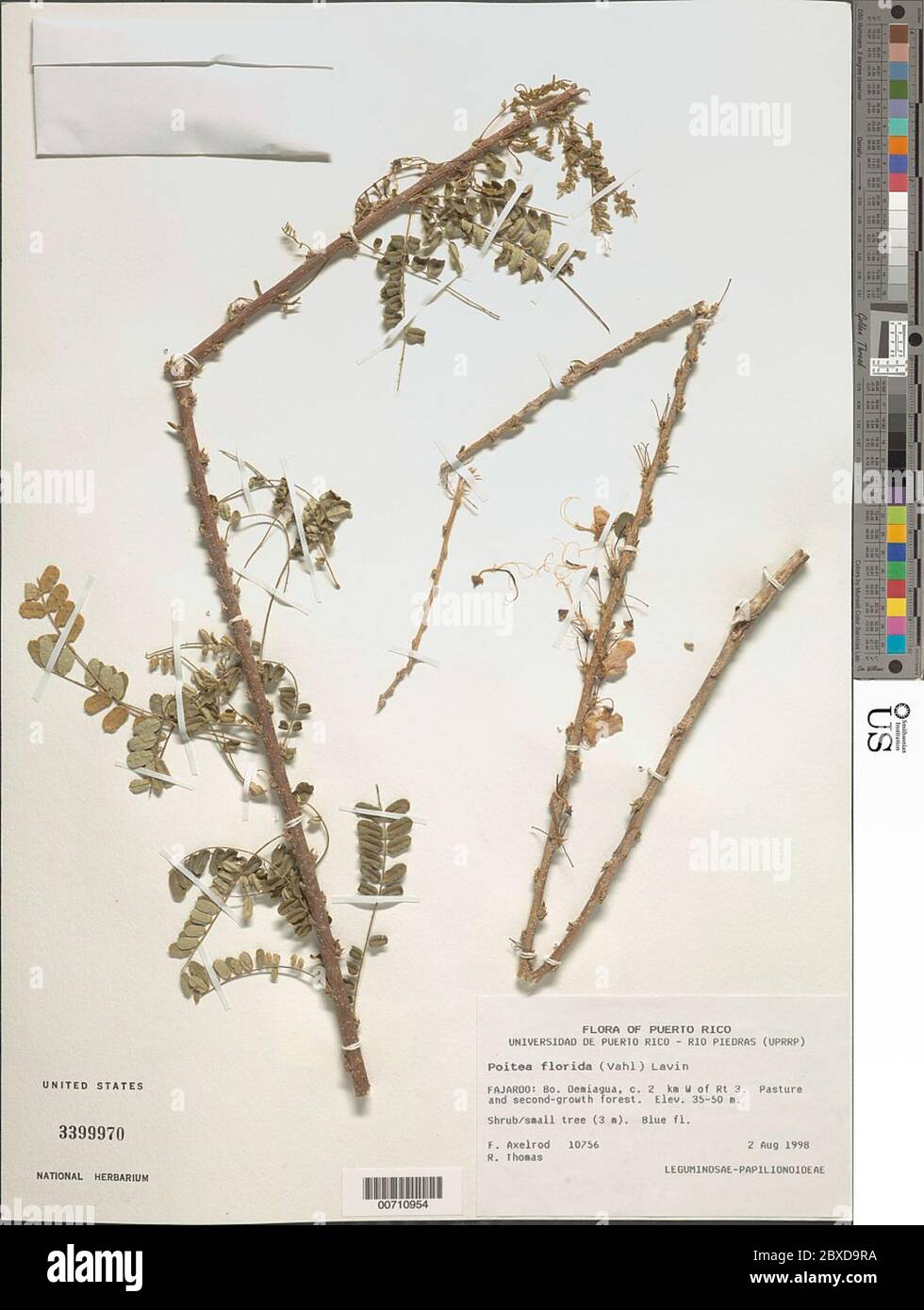 Poitea hi-res stock photography and images - Alamy