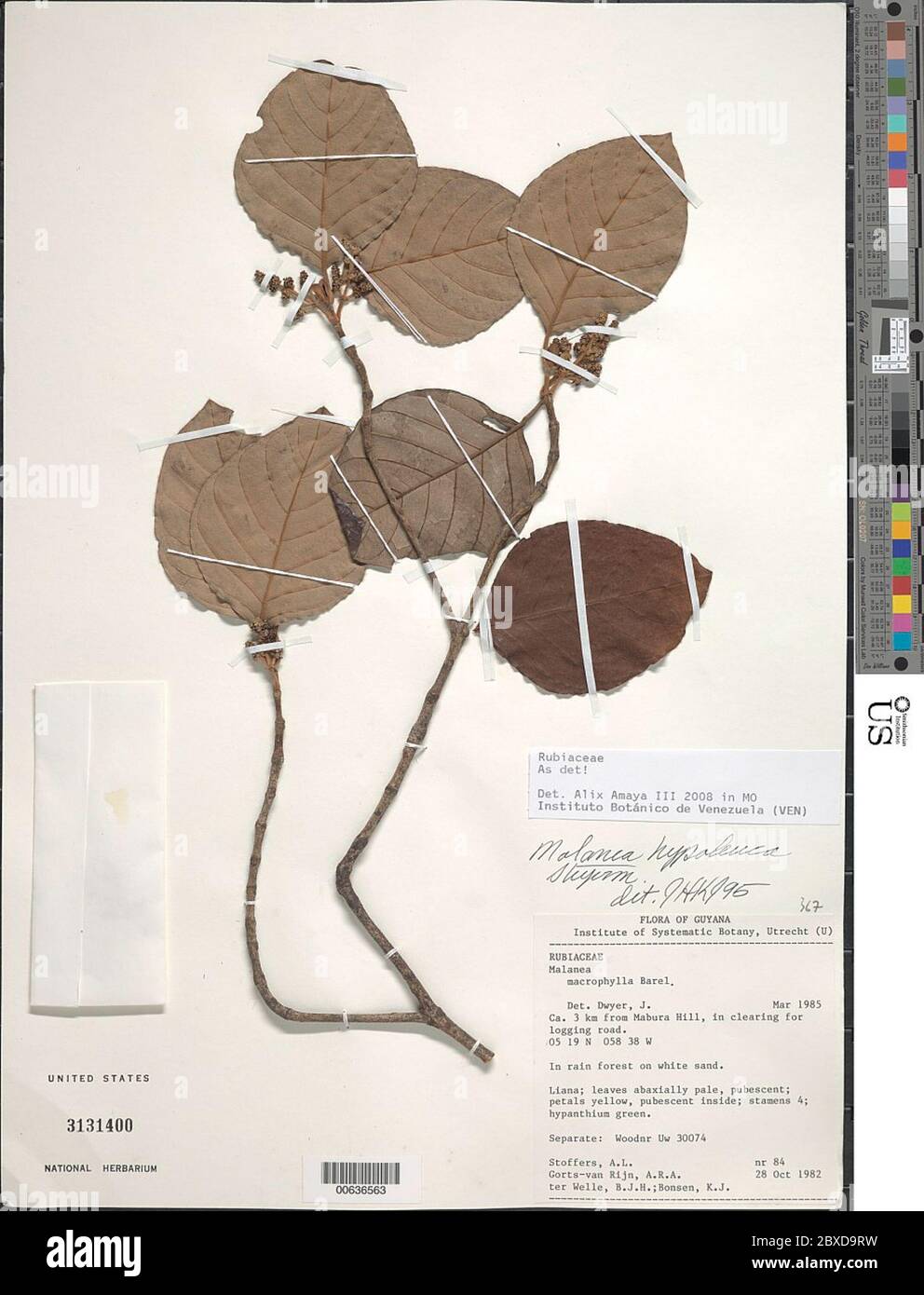 Malanea hi-res stock photography and images - Alamy