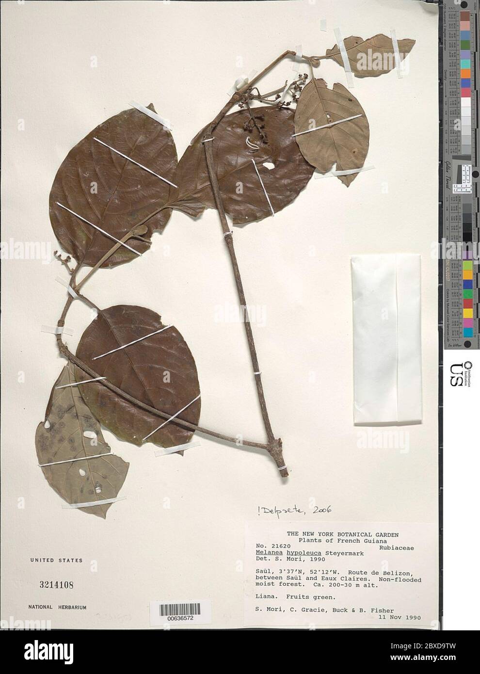 Malanea hi-res stock photography and images - Alamy