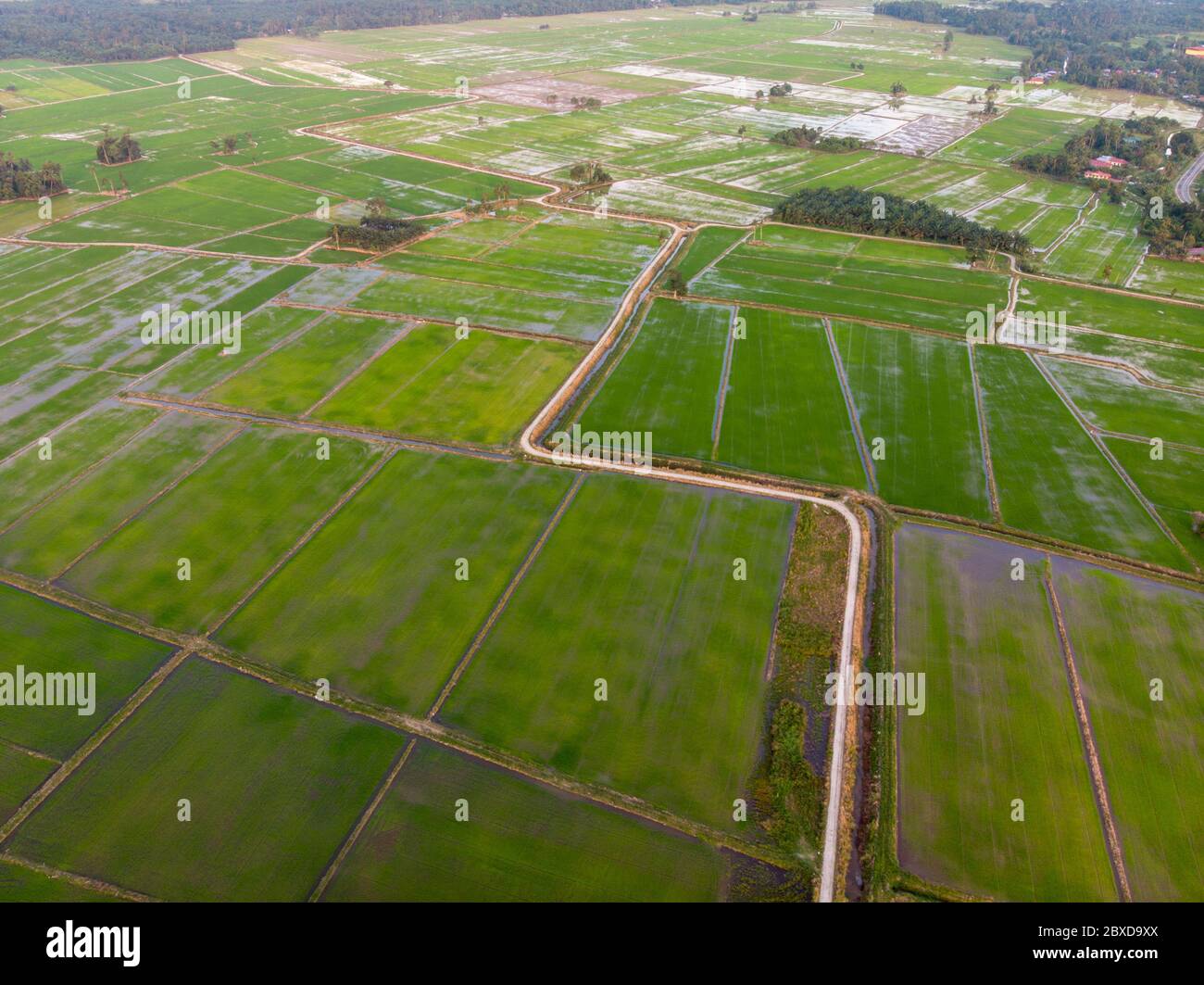 Aerial view of green paddy field at countryside of Malaysia Stock Photo ...