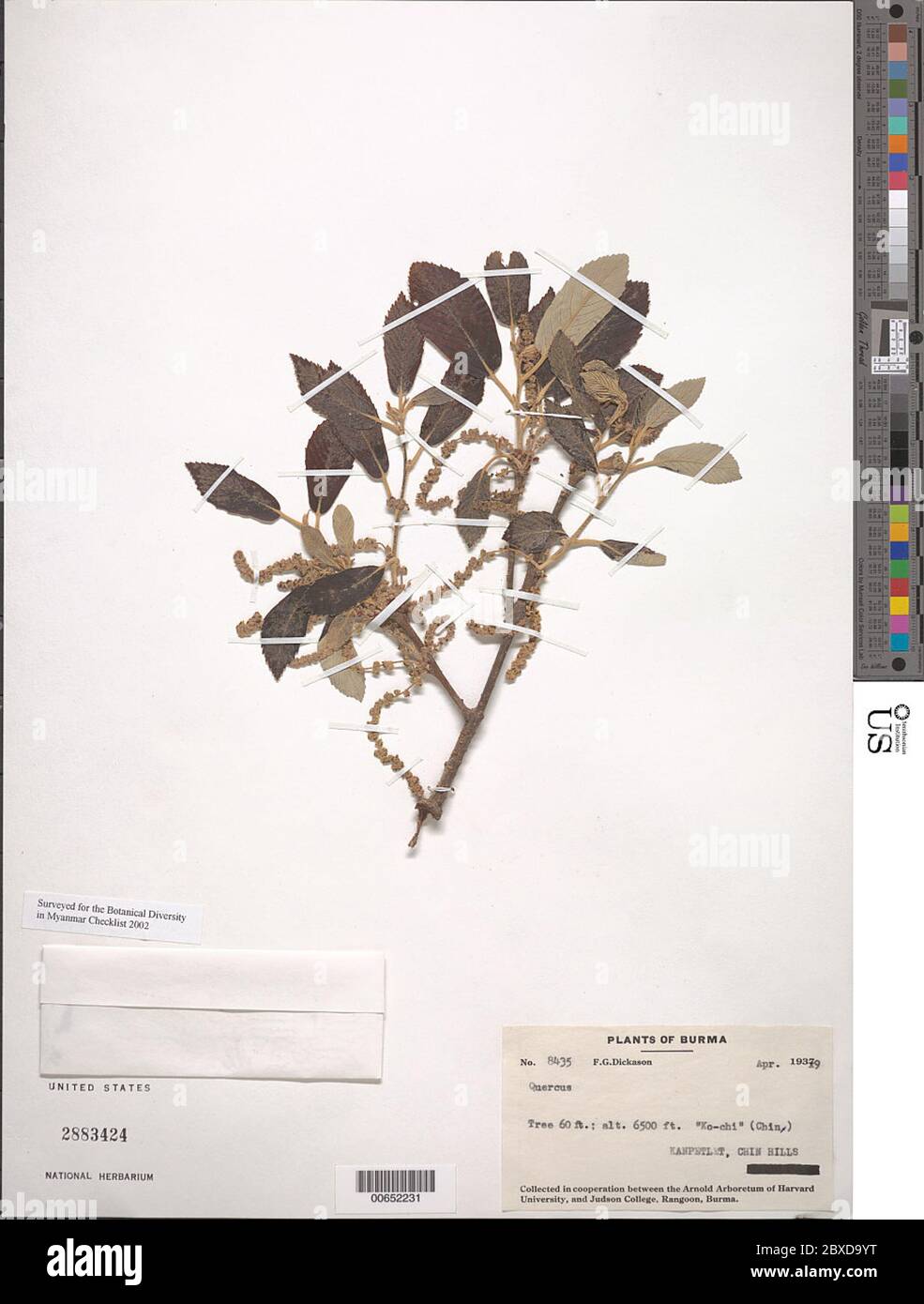 Quercus genus hi-res stock photography and images - Alamy