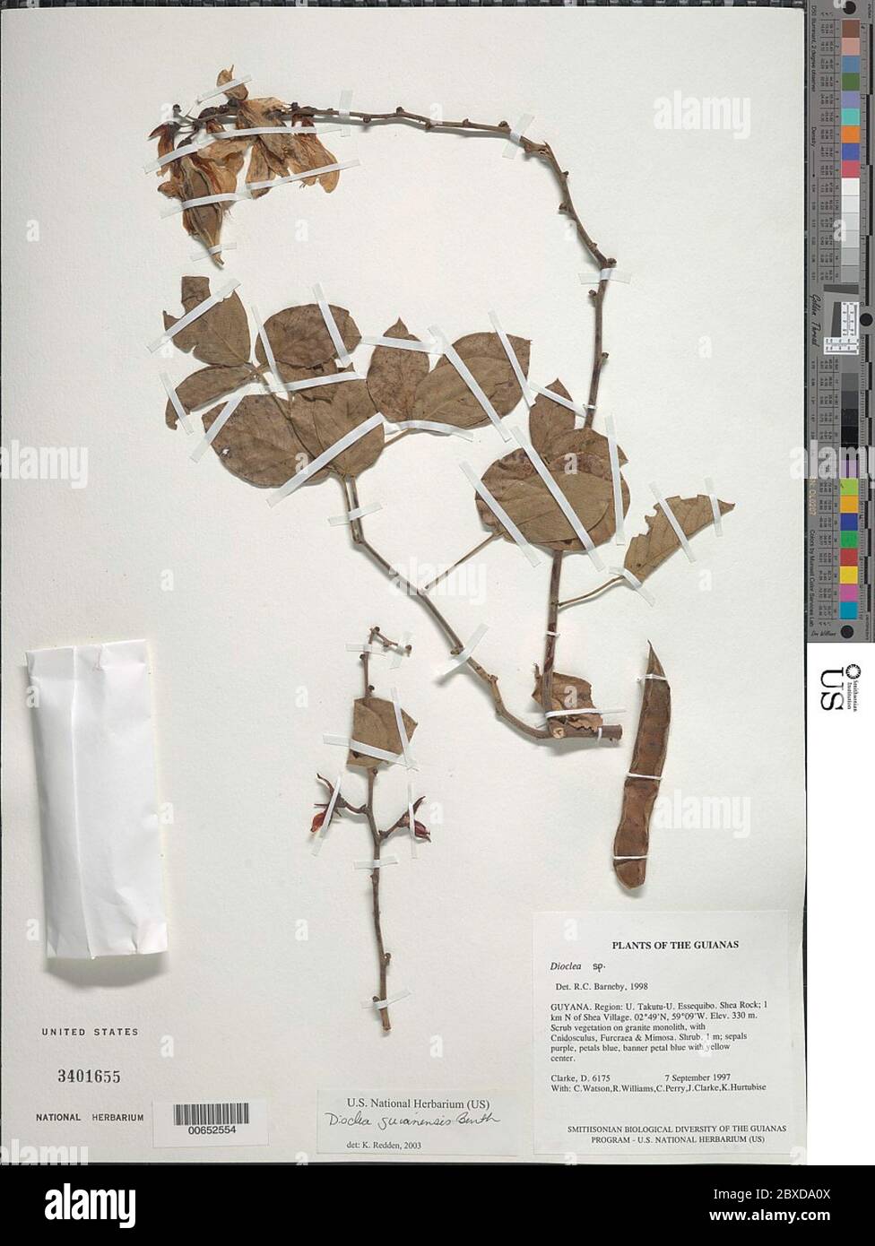 Dioclea hi-res stock photography and images - Alamy