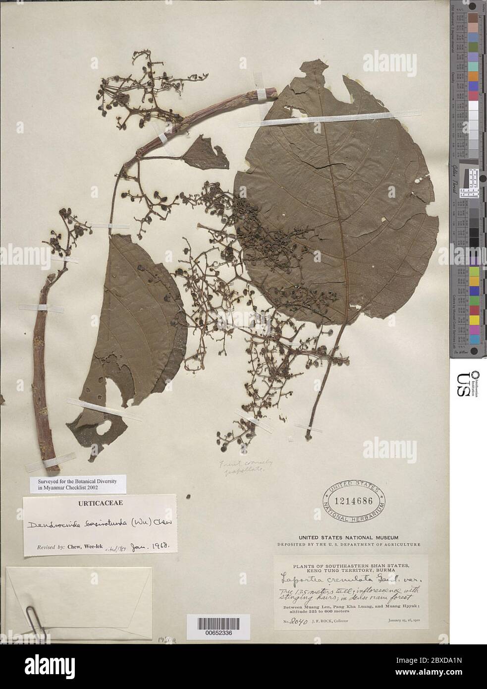 Dendrocnide hi-res stock photography and images - Alamy