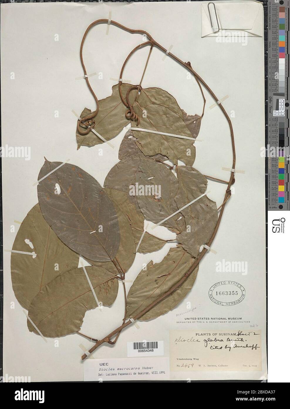 Dioclea hi-res stock photography and images - Alamy