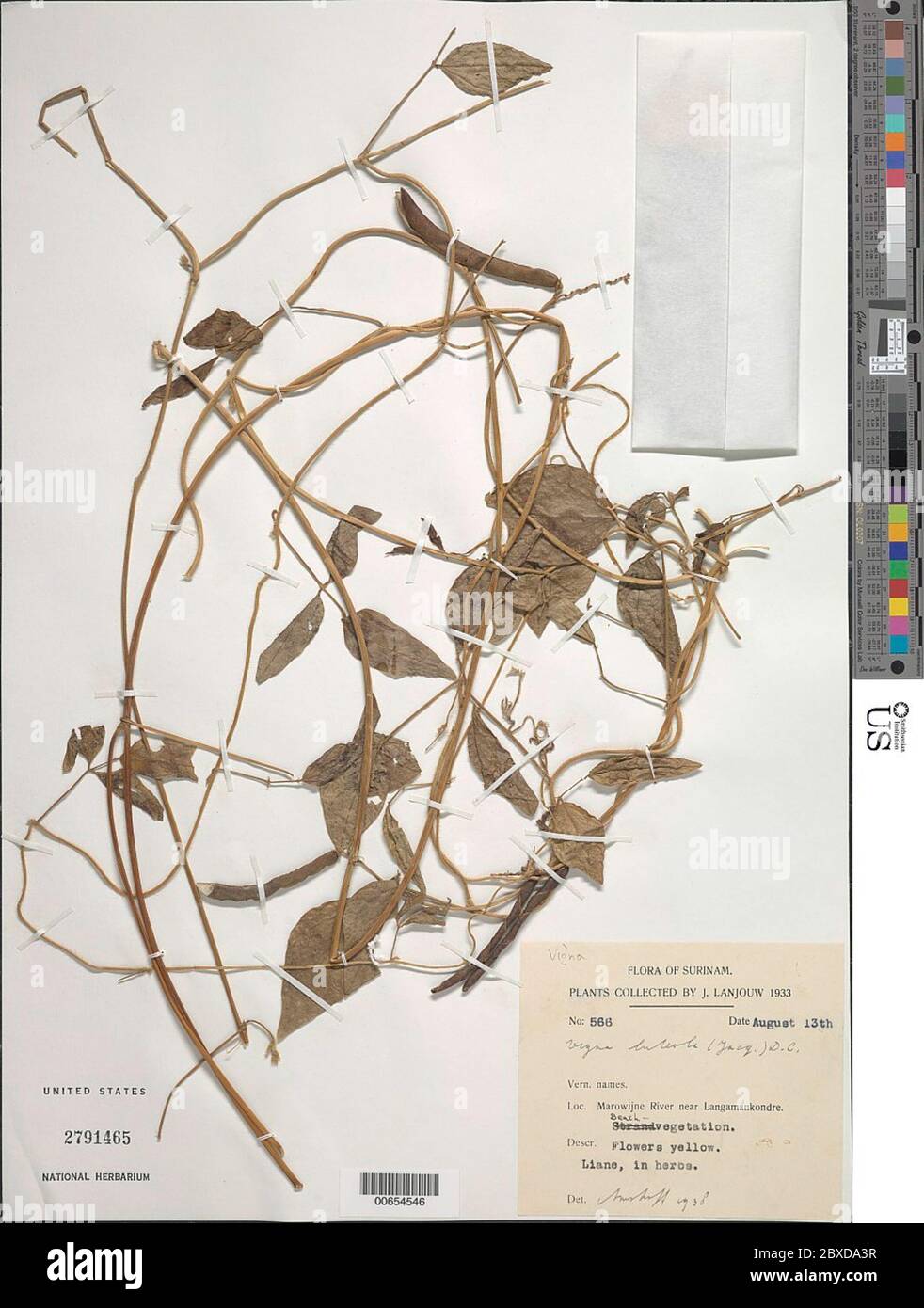 Vigna luteola hi-res stock photography and images - Alamy