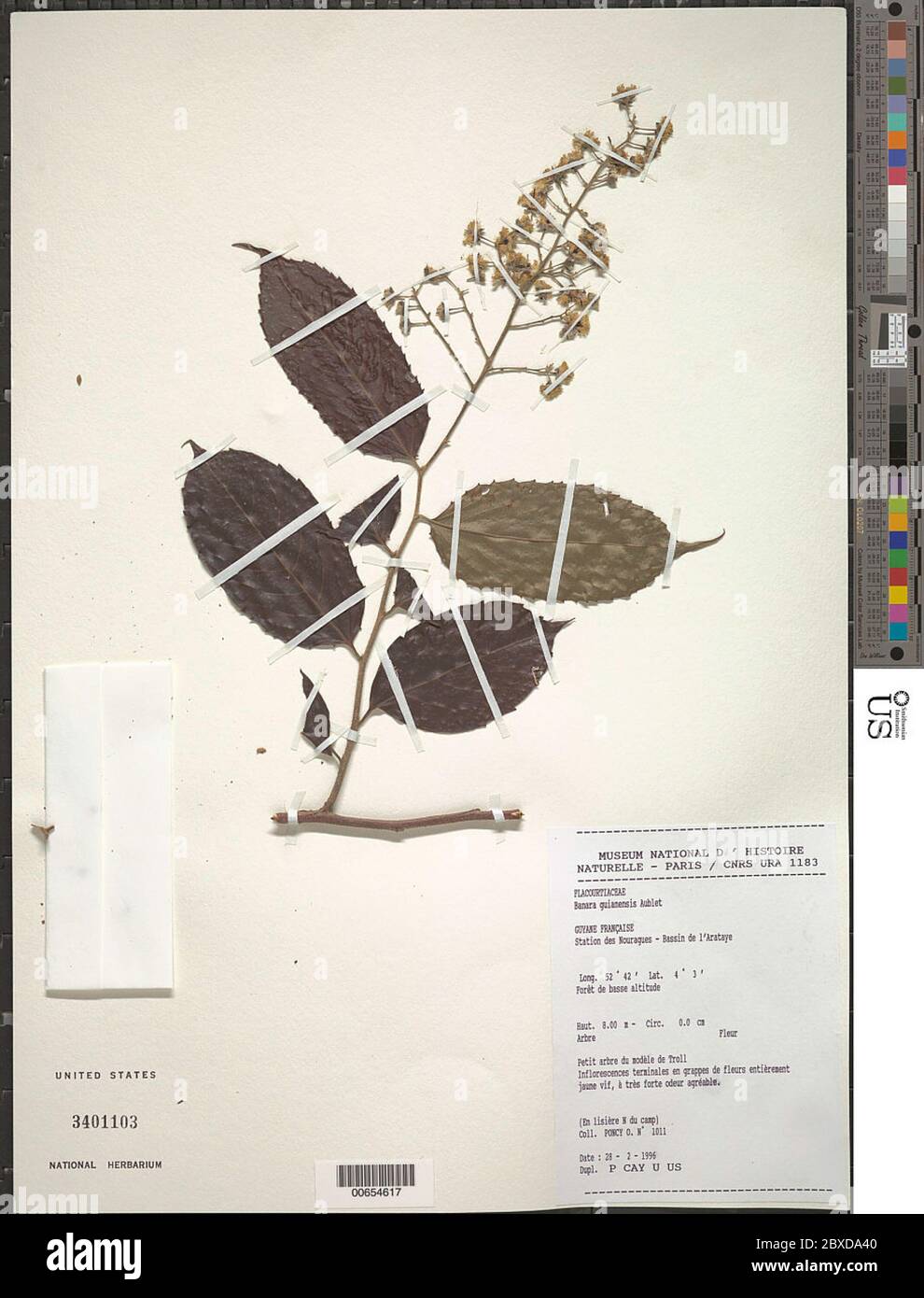 Banara guianensis Aubl Banara guianensis Aubl Stock Photo - Alamy