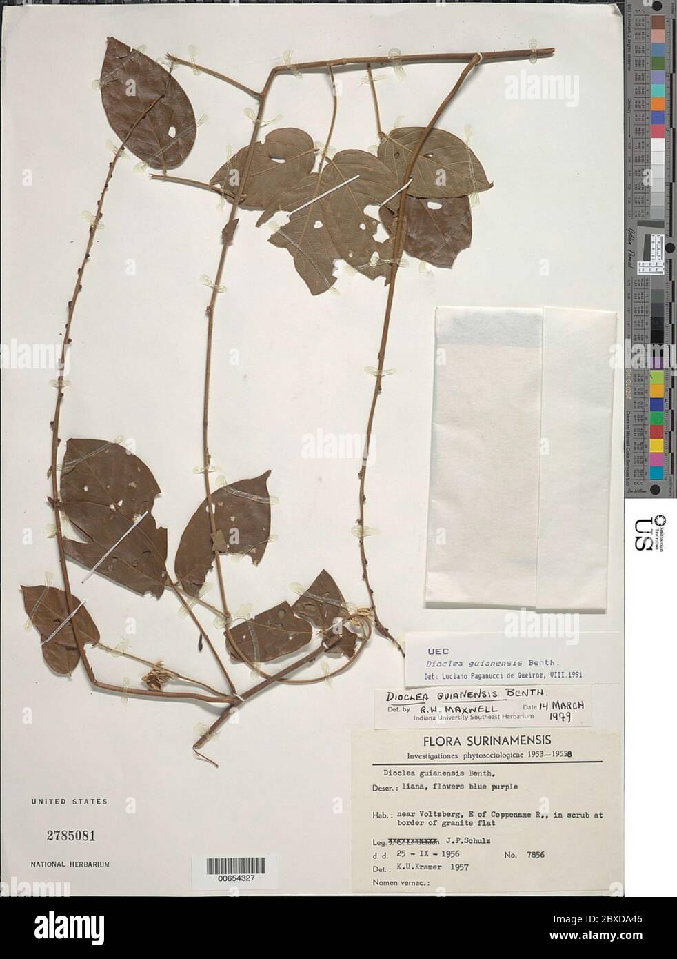 Dioclea hi-res stock photography and images - Alamy