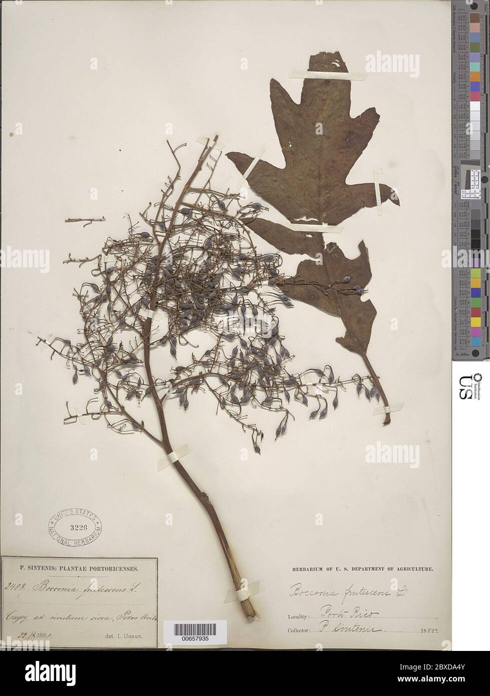 Bocconia frutescens L Bocconia frutescens L Stock Photo - Alamy