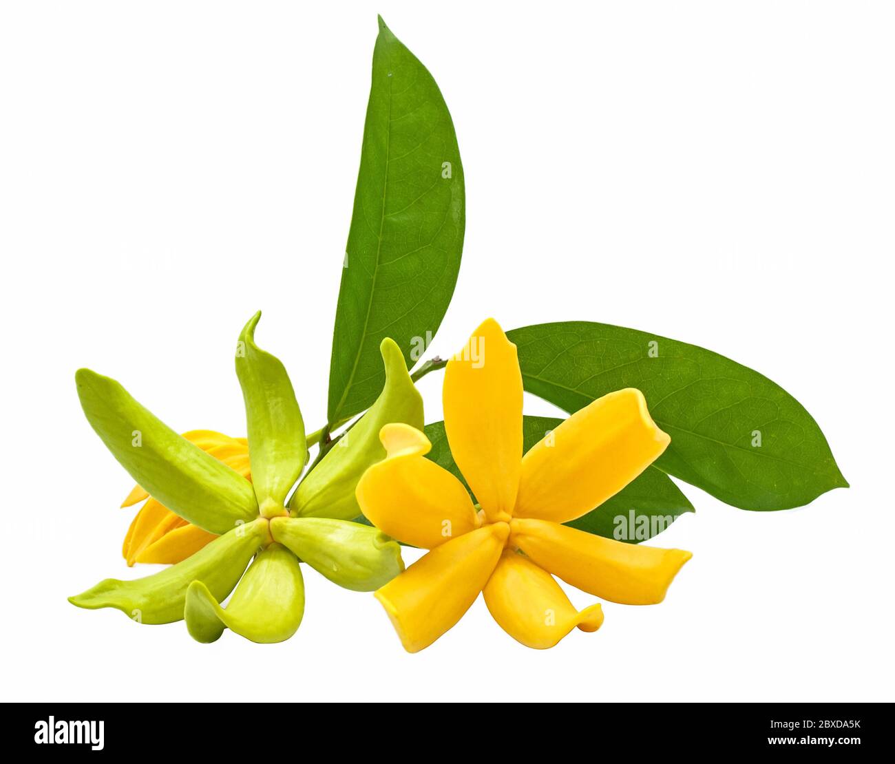 Magnolia champaca flower isolated on white background Stock Photo - Alamy