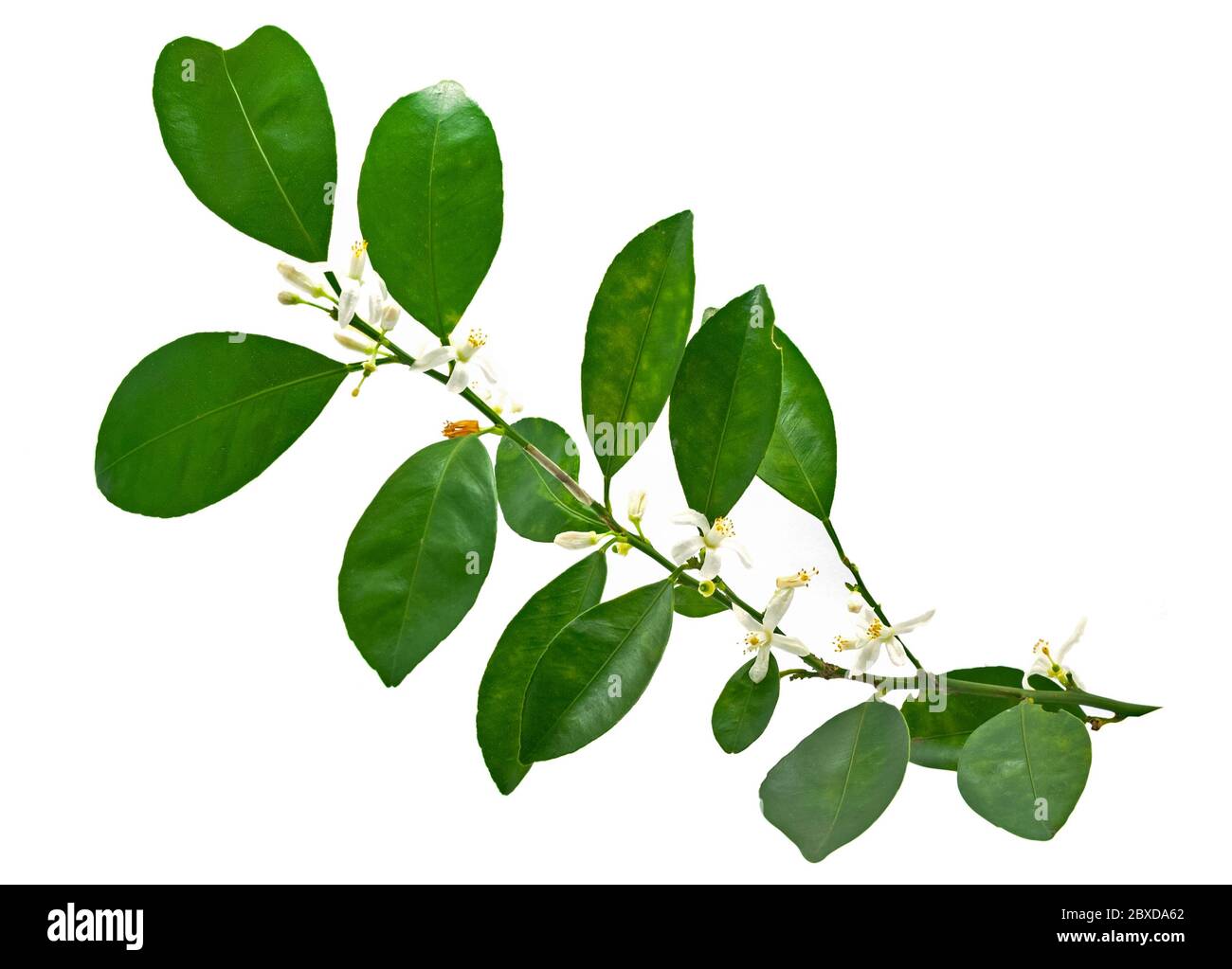 Lime leaf with flower isolated on white background Stock Photo - Alamy