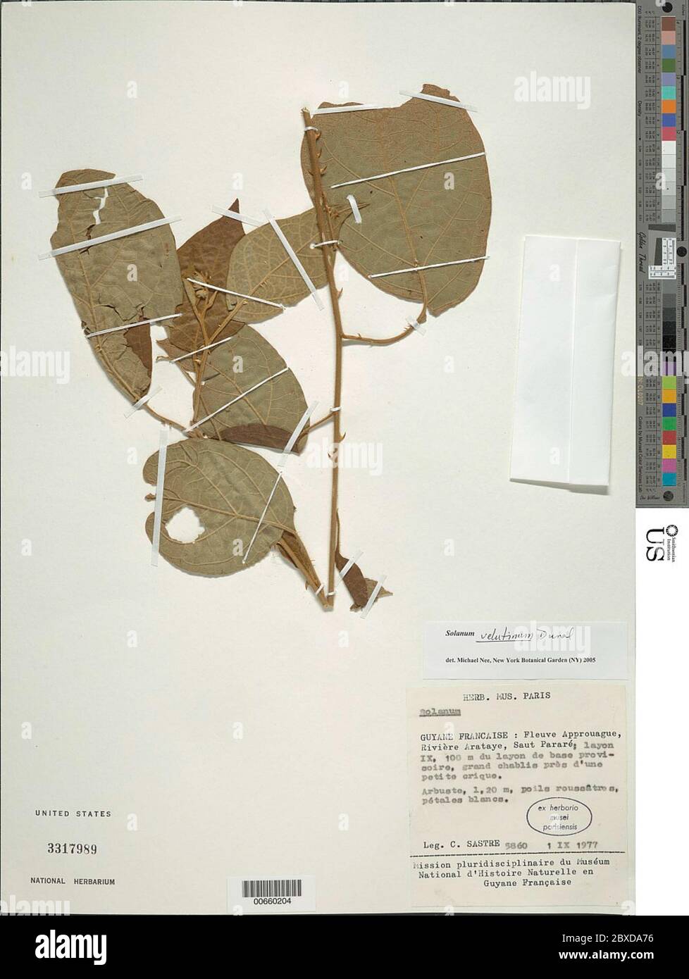 Solanum viarum Dunal Solanum viarum Dunal Stock Photo - Alamy