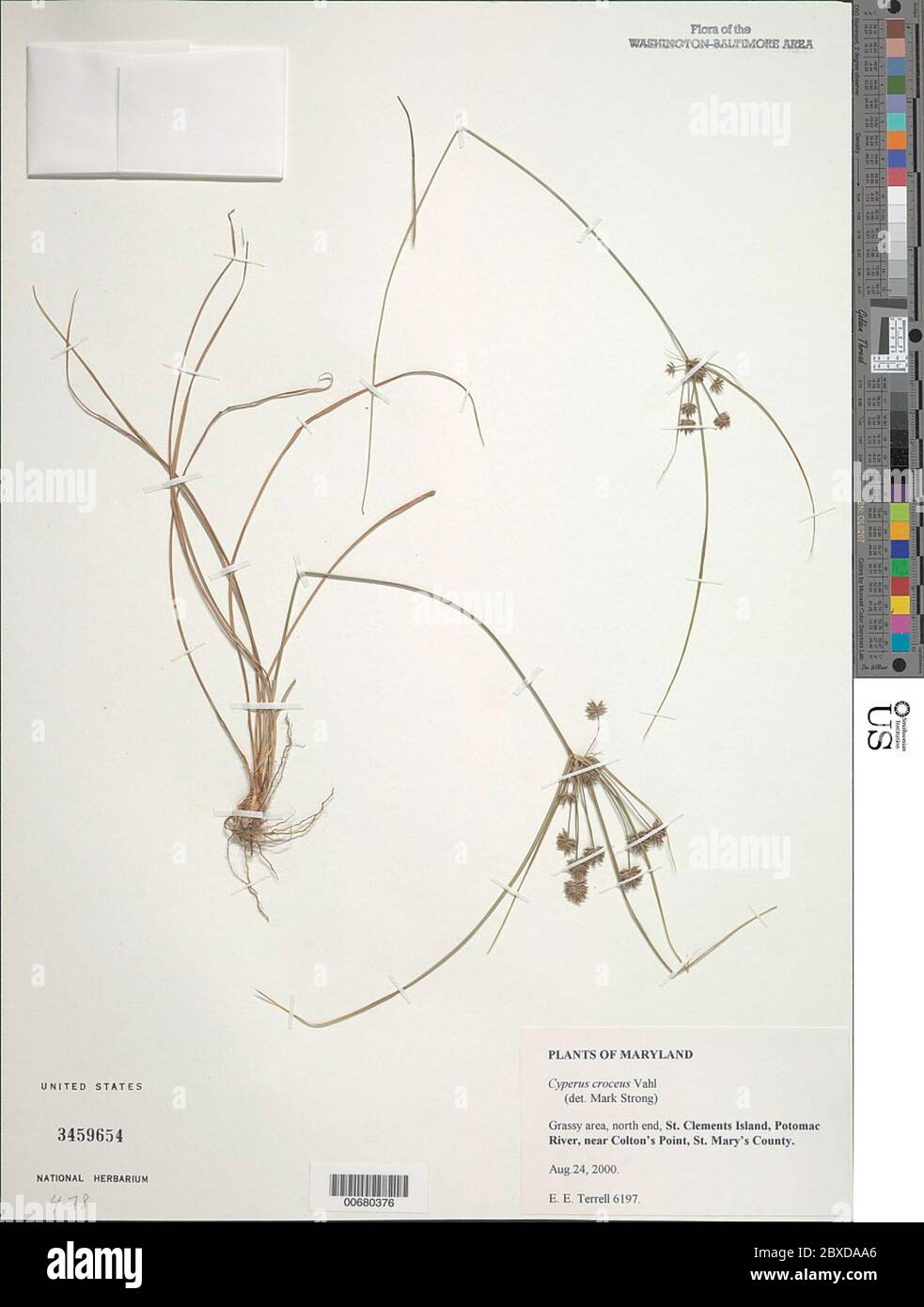 Cyperus croceus hi-res stock photography and images - Alamy