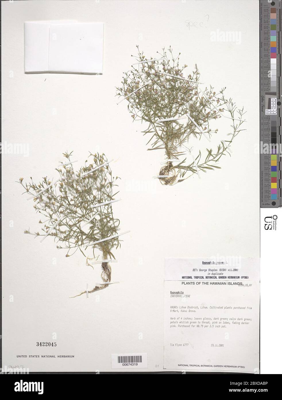 Gypsophila repens L Gypsophila repens L Stock Photo - Alamy