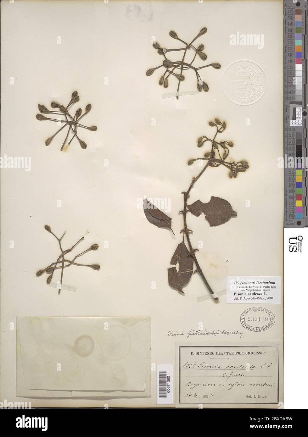 Pisonia aculeata L Pisonia aculeata L Stock Photo - Alamy