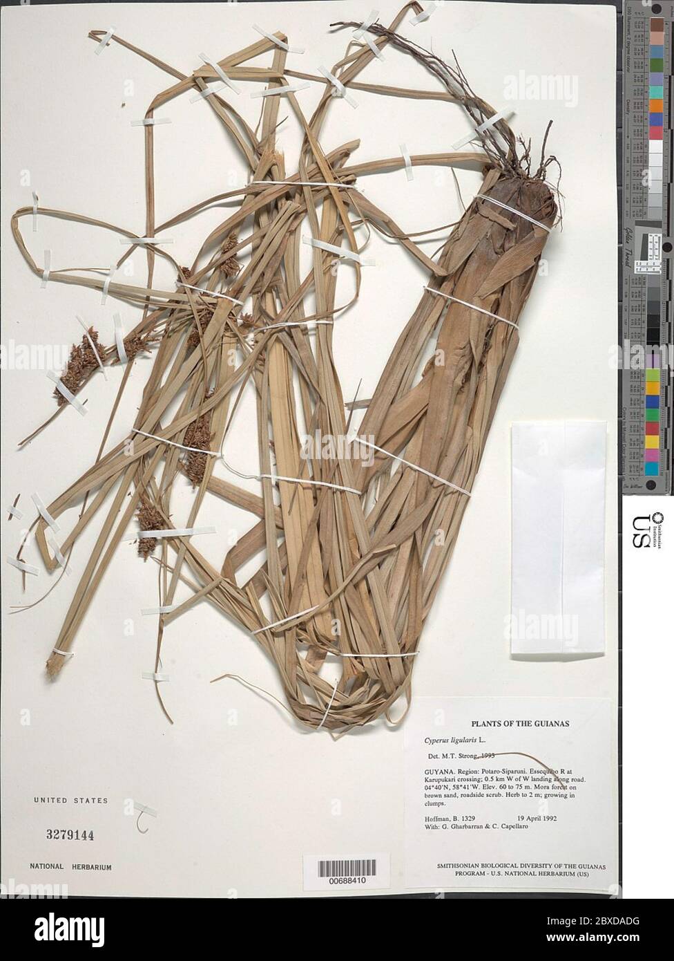 Cyperus ligularis L Cyperus ligularis L Stock Photo - Alamy