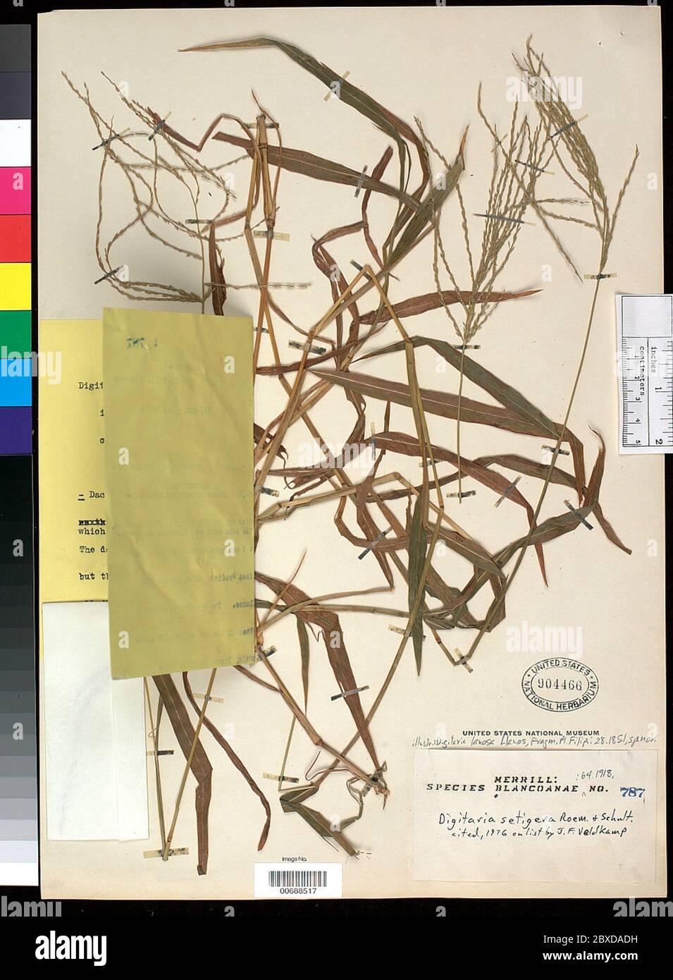 Digitaria setigera Roth Digitaria setigera Roth Stock Photo - Alamy