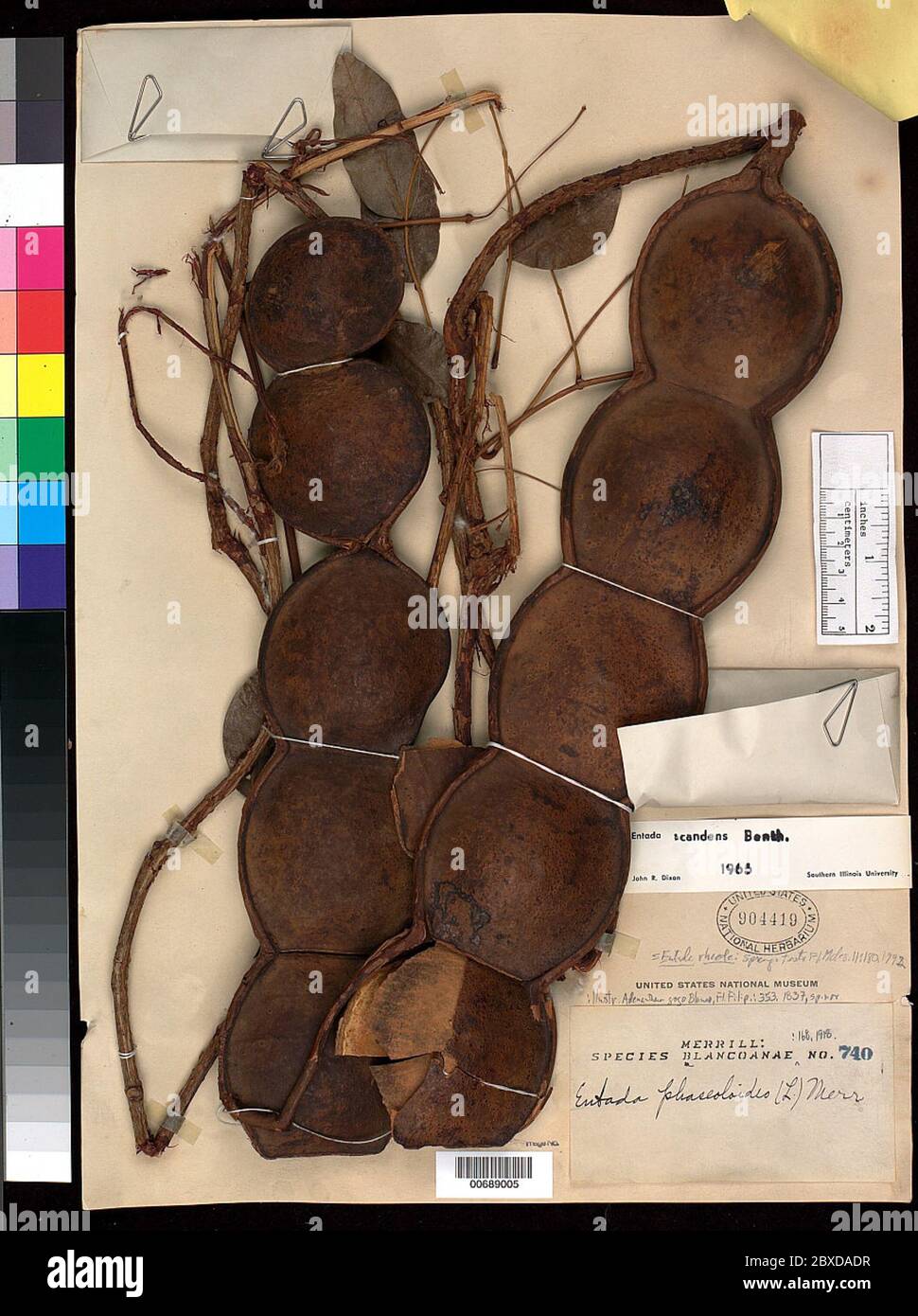 Entada scandens Benth Entada scandens Benth Stock Photo - Alamy