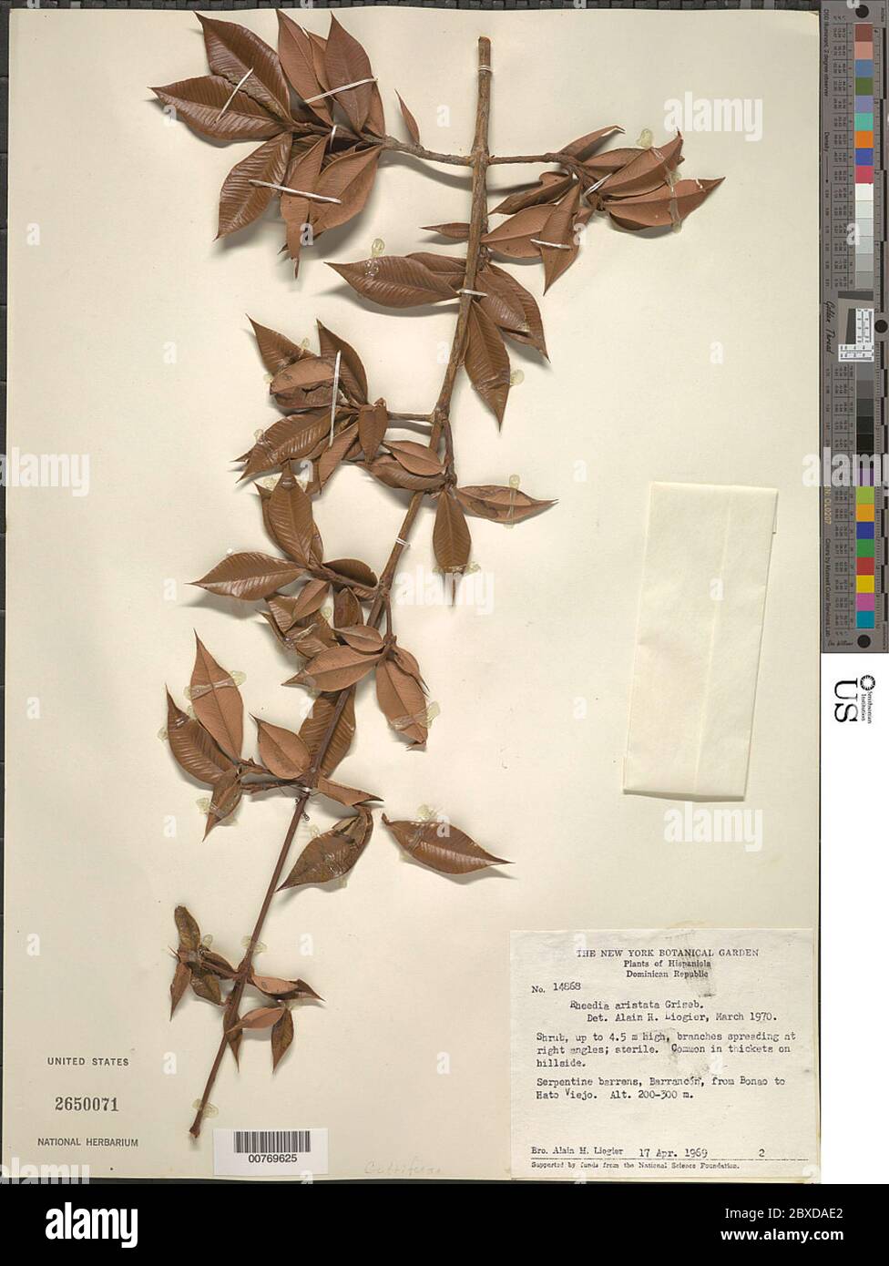 Rheedia hi-res stock photography and images - Alamy