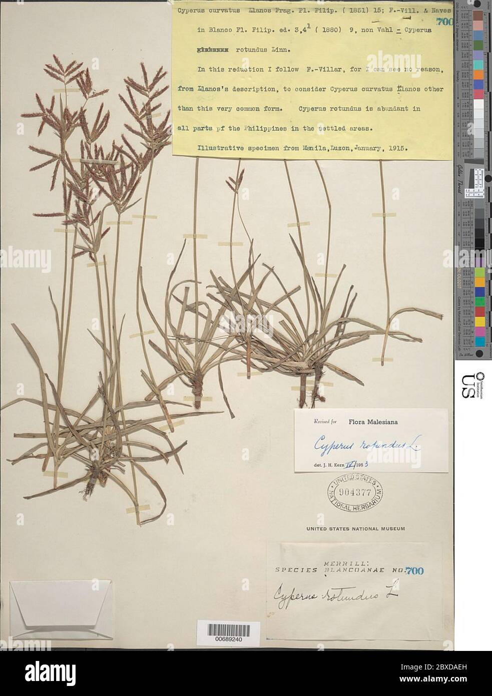 Cyperus rotundus L Cyperus rotundus L Stock Photo - Alamy