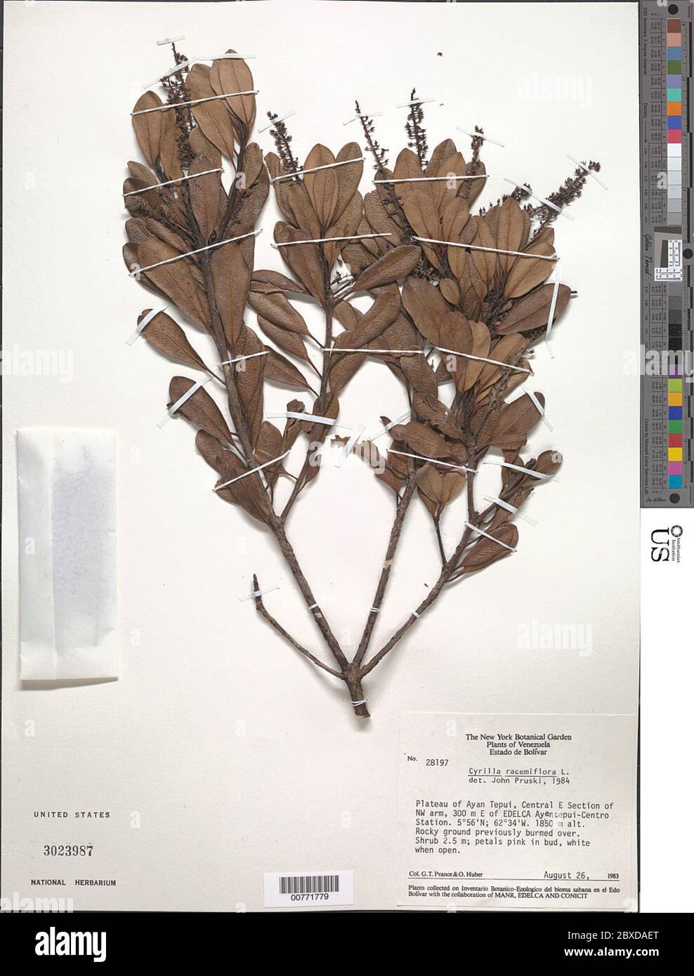 Cyrilla racemiflora L Cyrilla racemiflora L Stock Photo - Alamy