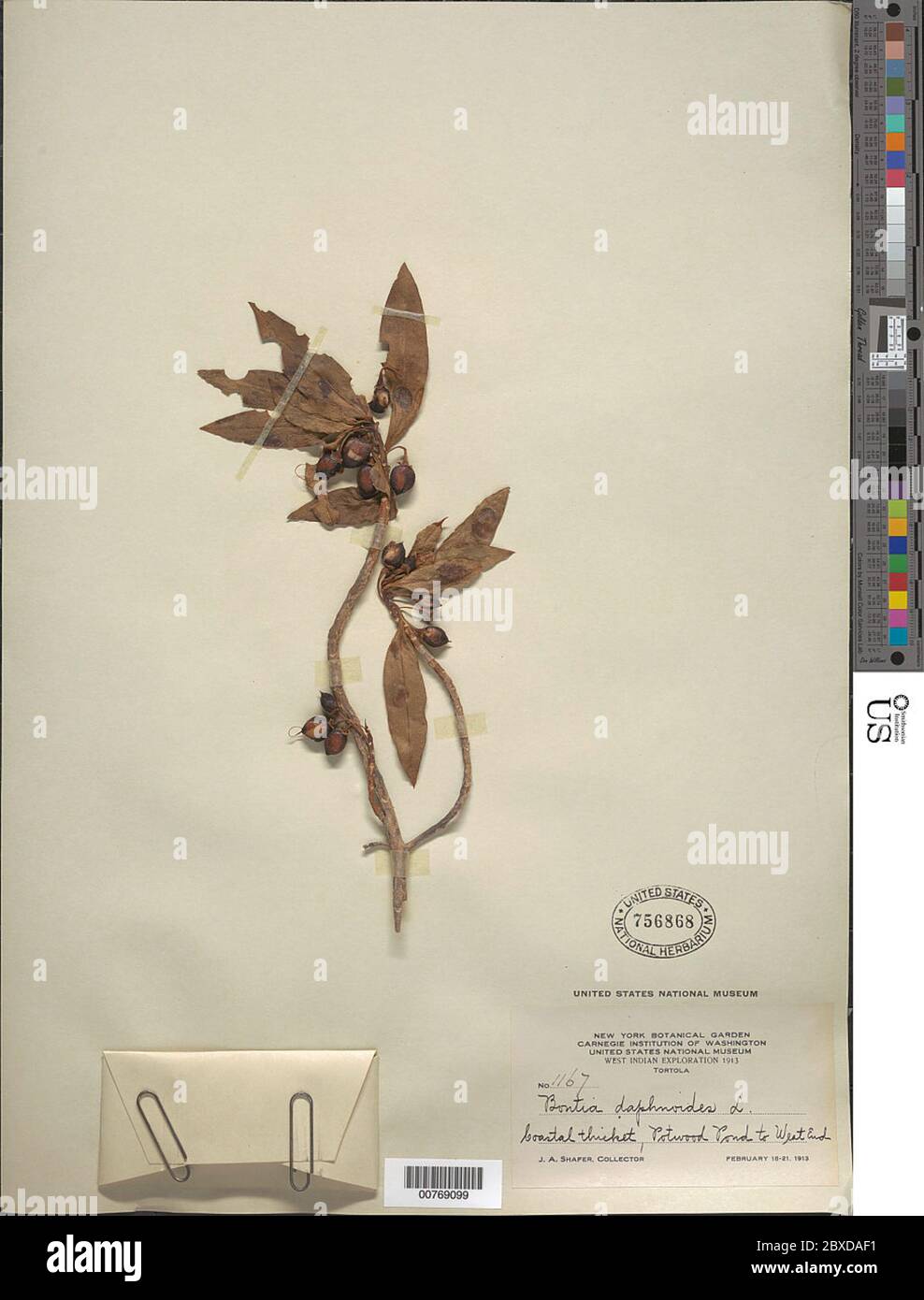 Bontia daphnoides L Bontia daphnoides L Stock Photo - Alamy