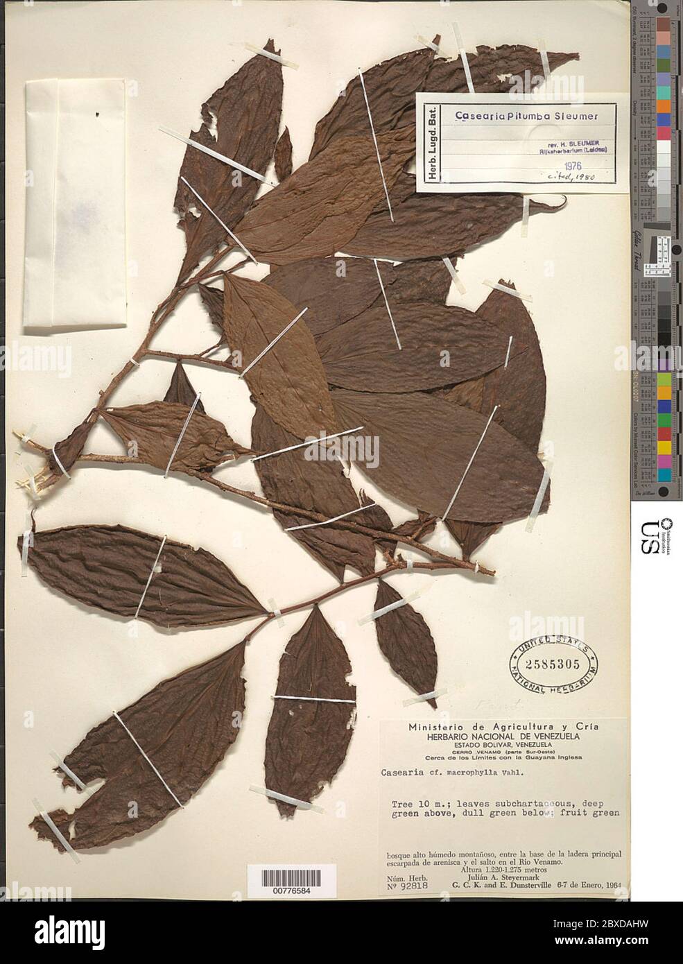 Casearia pitumba Sleumer Casearia pitumba Sleumer Stock Photo - Alamy