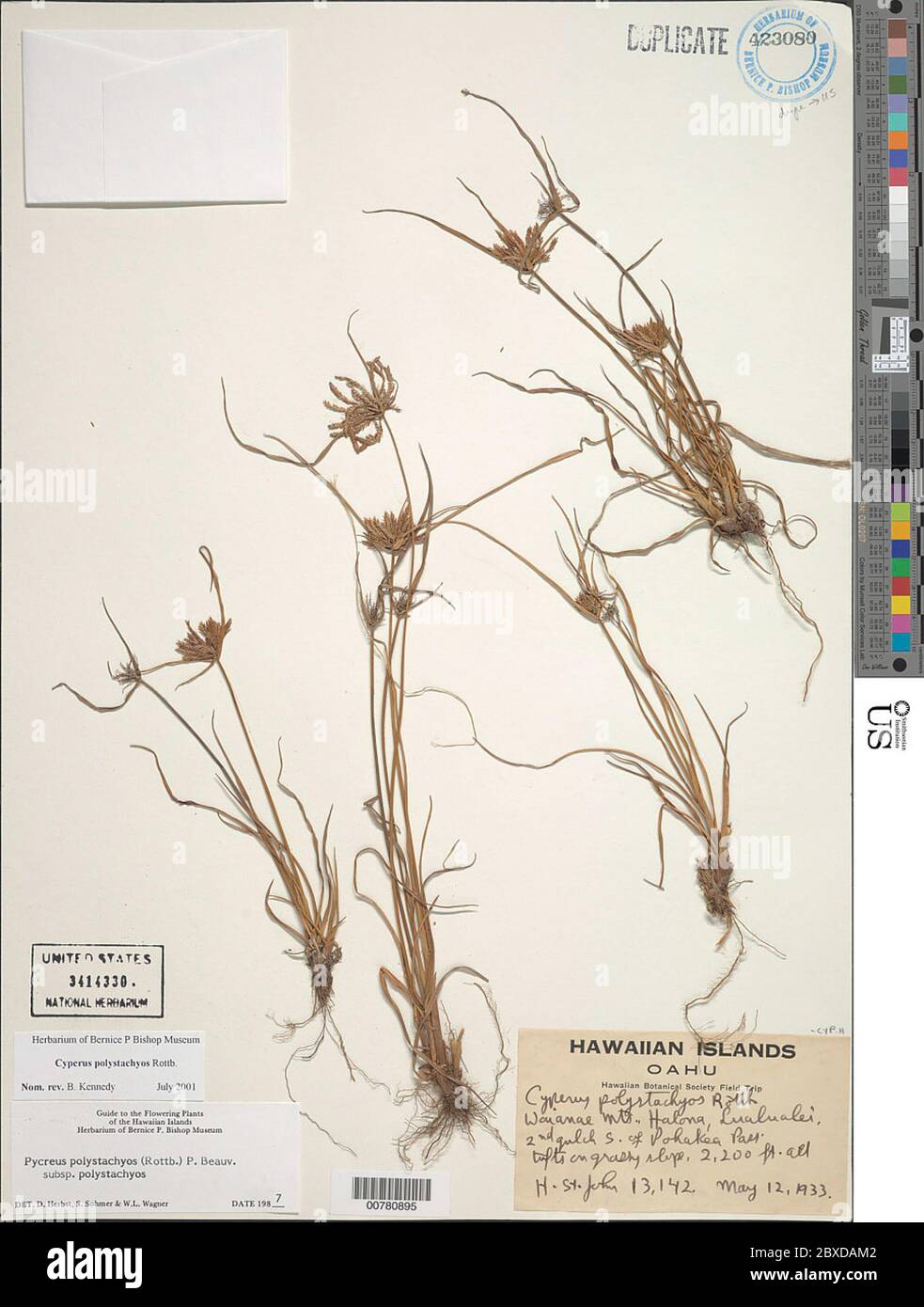 Cyperus polystachyos Rottb Cyperus polystachyos Rottb Stock Photo - Alamy