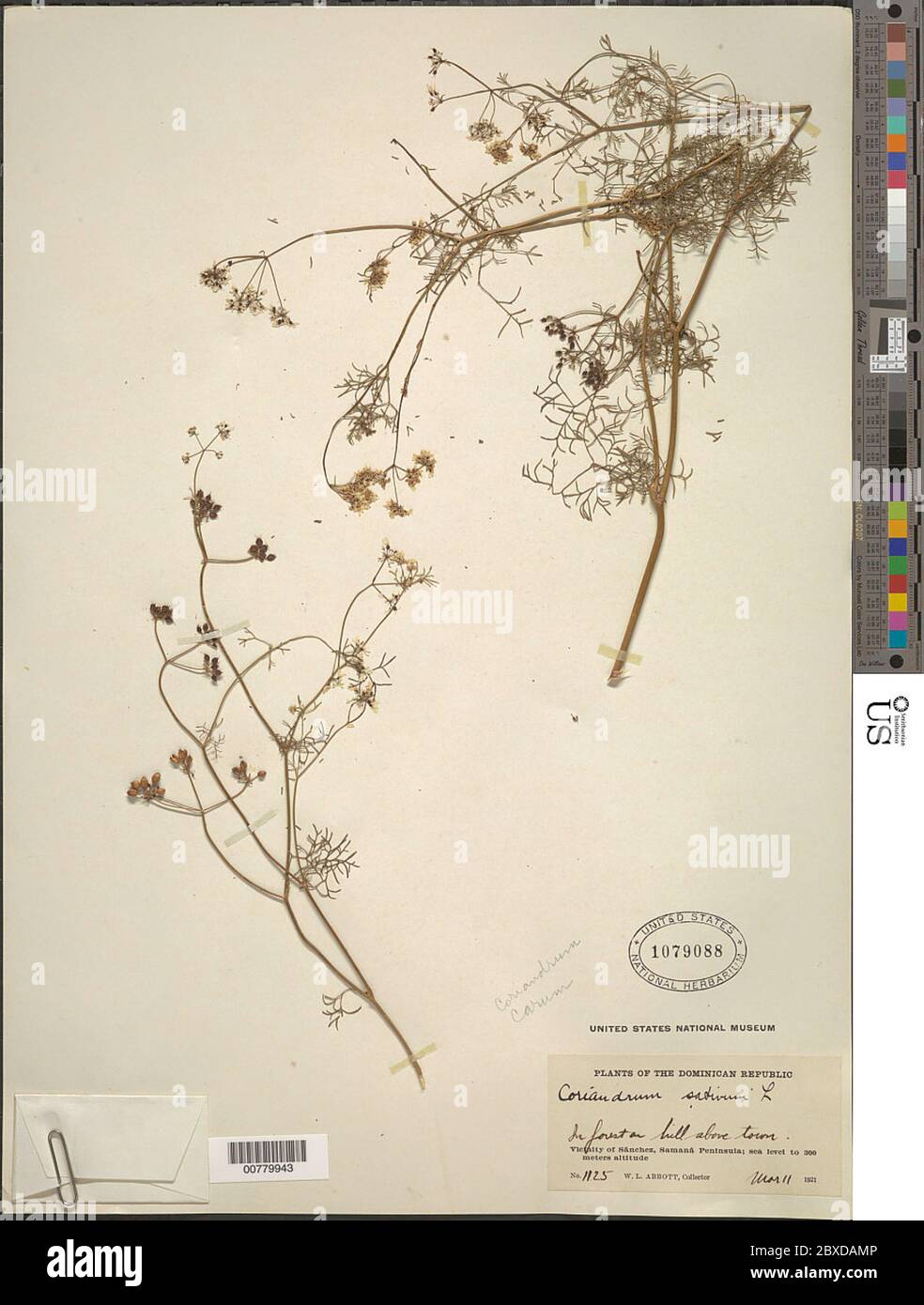 Coriandrum sativum L Coriandrum sativum L Stock Photo - Alamy