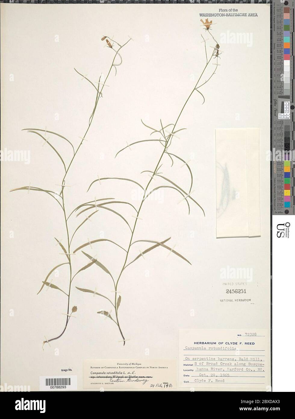 Campanula rotundifolia l hi-res stock photography and images - Alamy