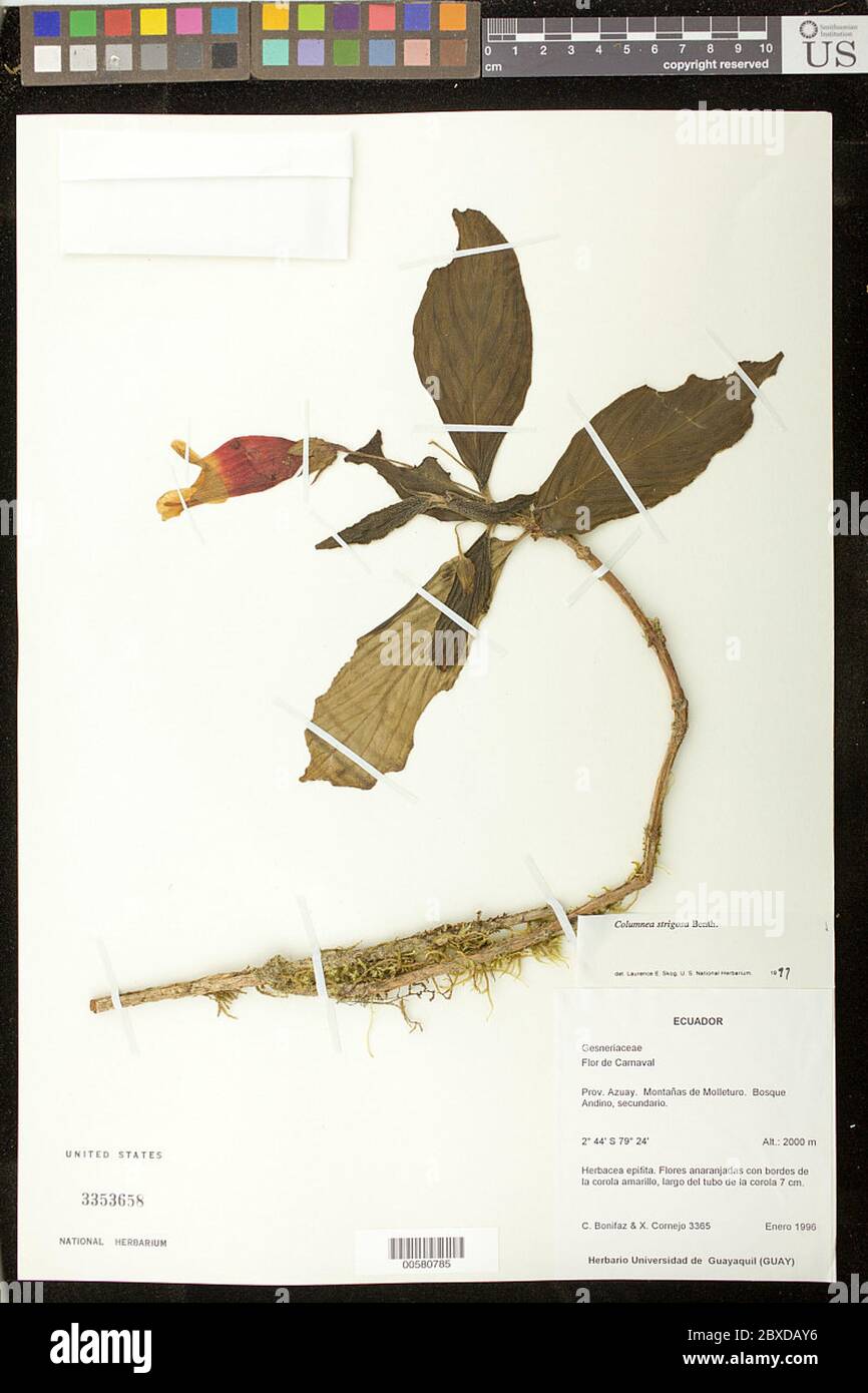 Columnea strigosa Benth Columnea strigosa Benth Stock Photo - Alamy