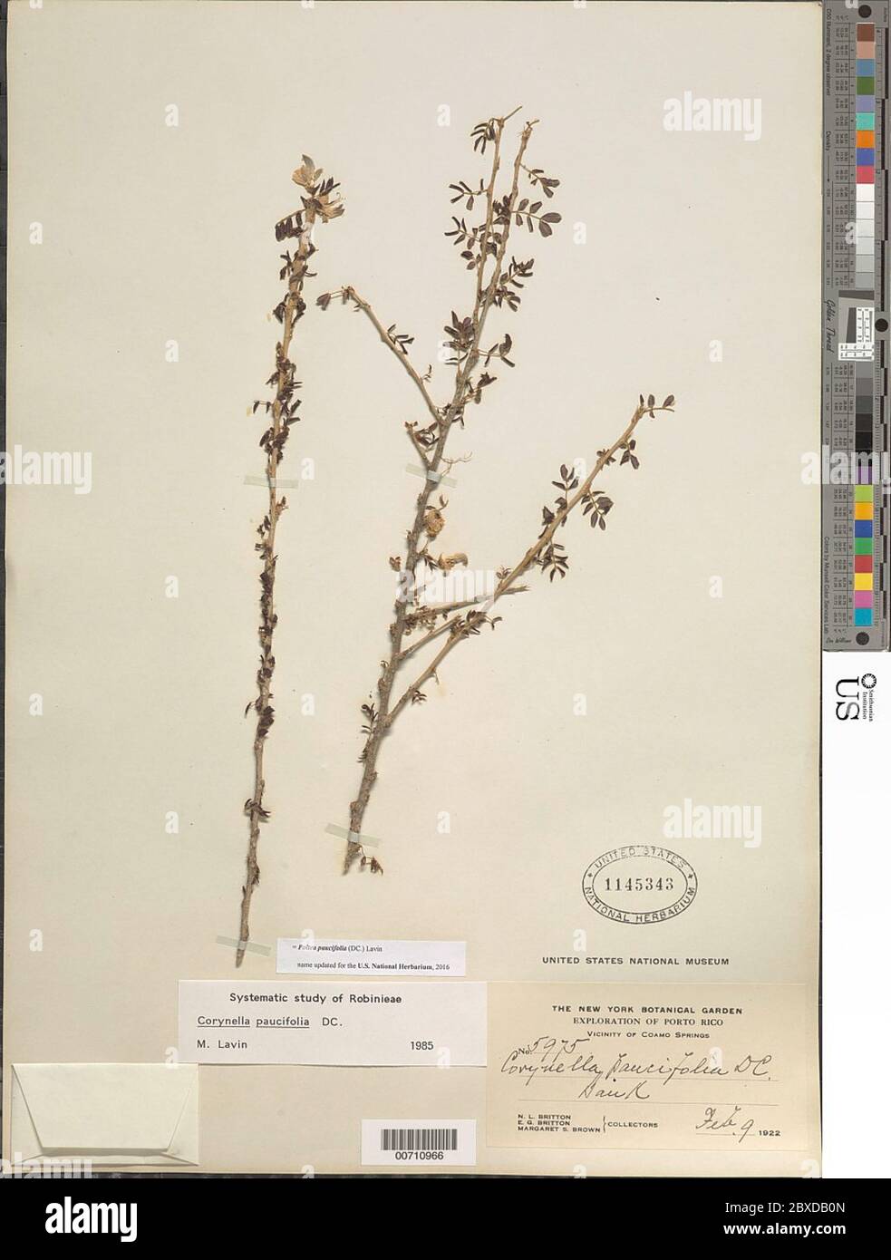 Poitea hi-res stock photography and images - Alamy